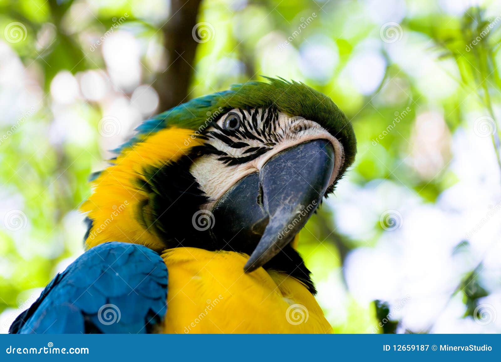 Ara ararauna portrait stock image. Image of playful, macro - 12659187