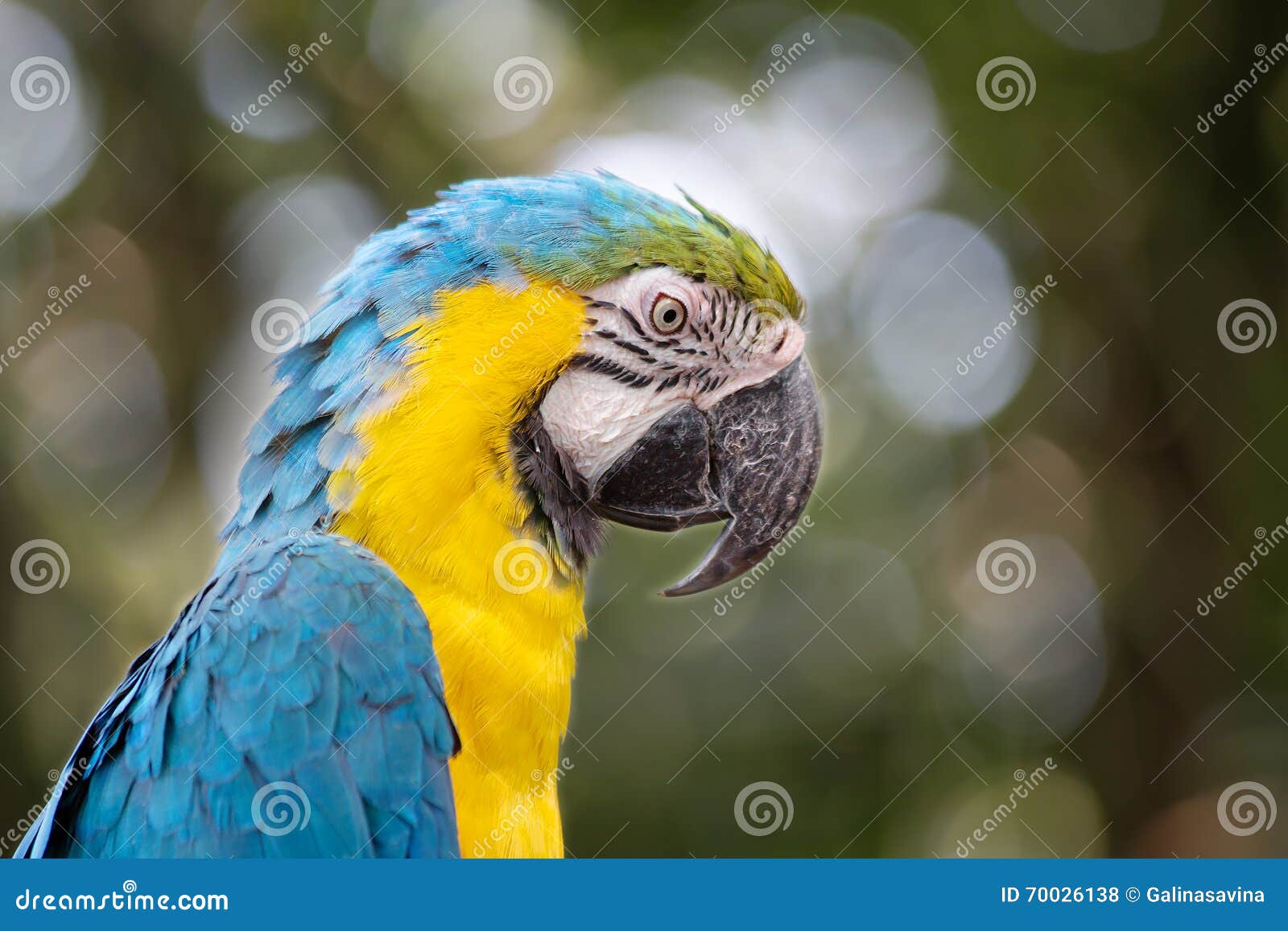 Ara Blu E Gialla Del Pappagallo Fotografia Stock - Immagine di uccello ...