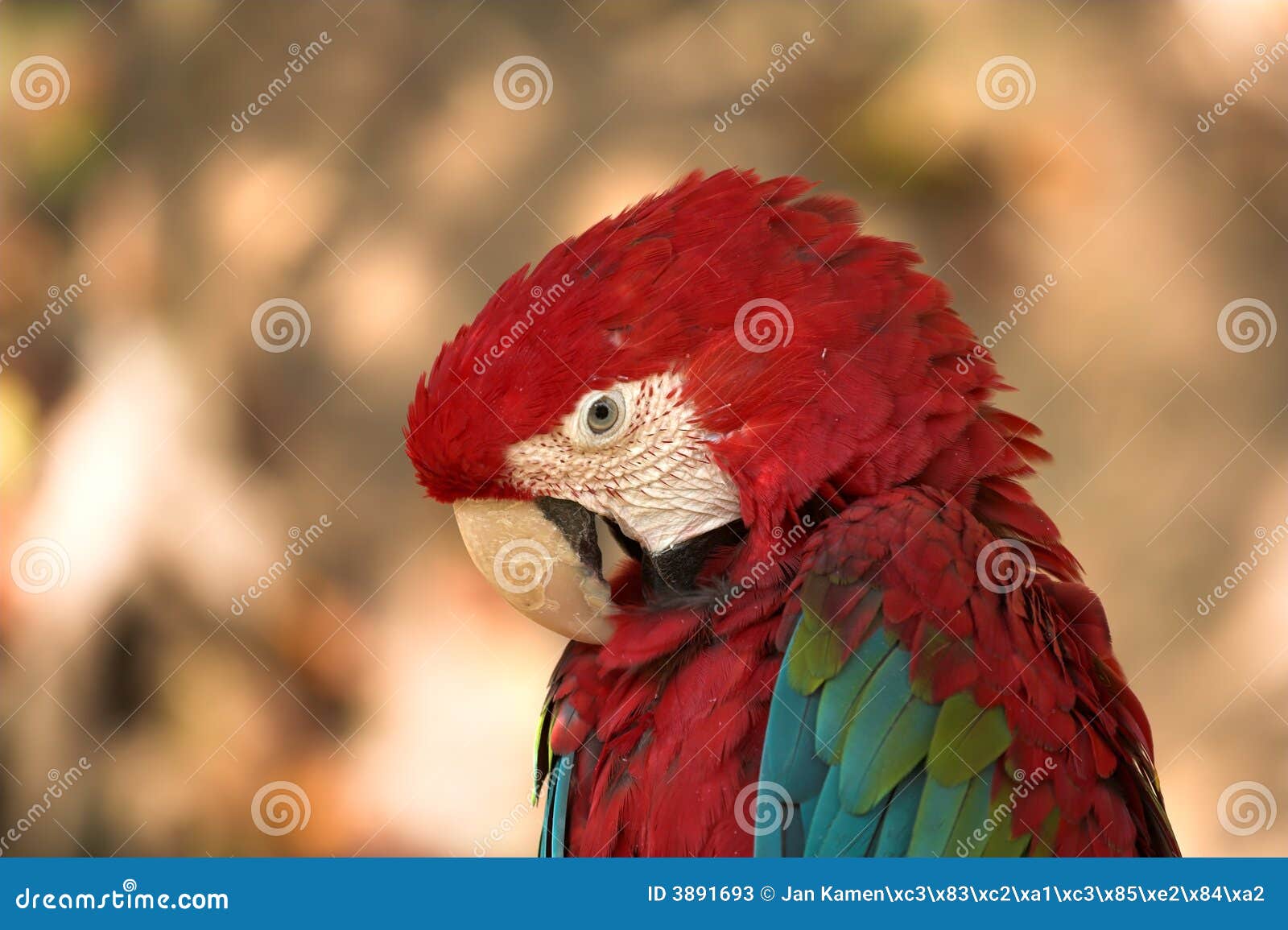 Ara Chloroptera stock image. Image of chloroptera, tropics - 3891693