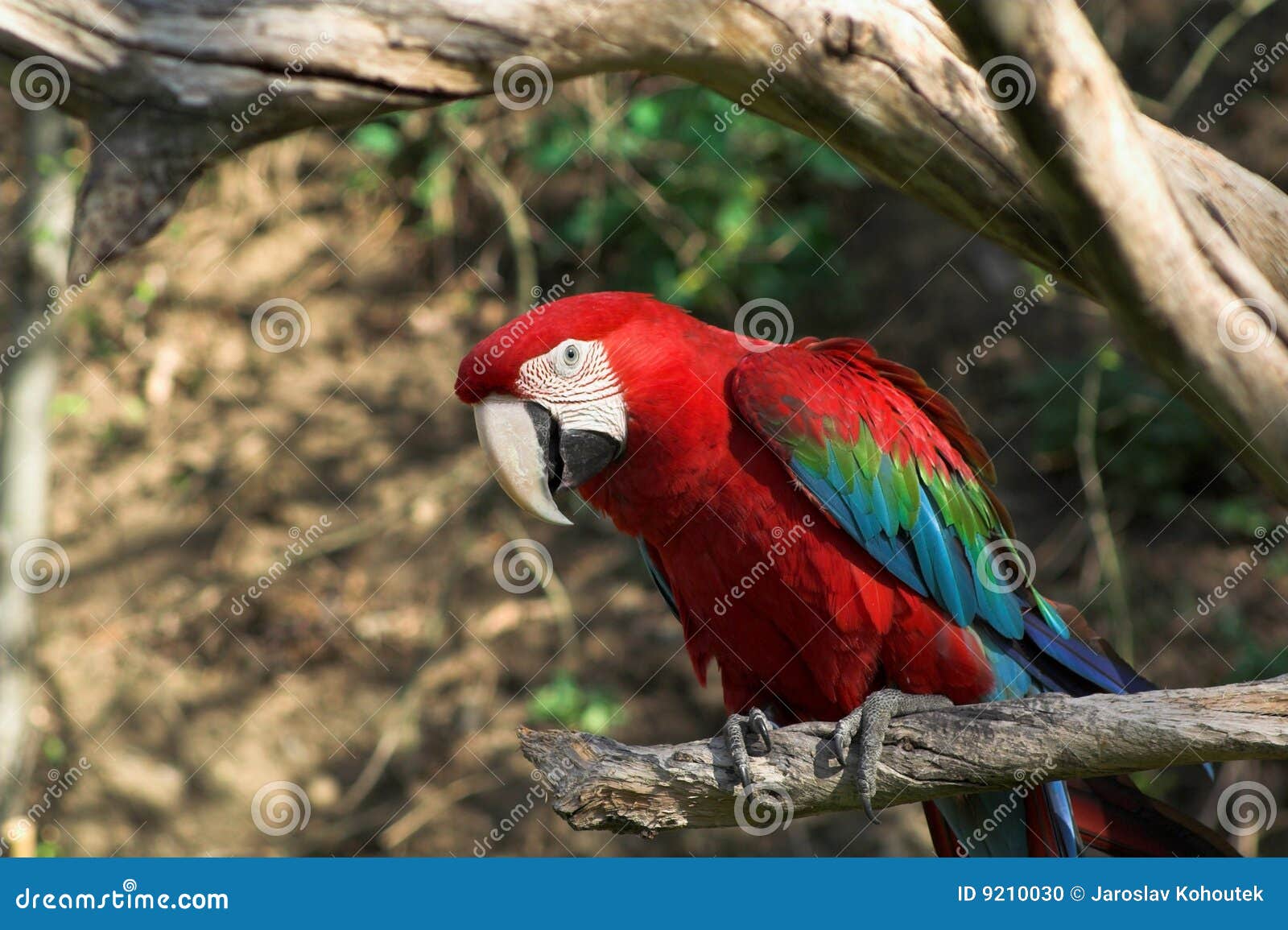Ara chloroptera stock photo. Image of beak, color, chloroptera - 9210030
