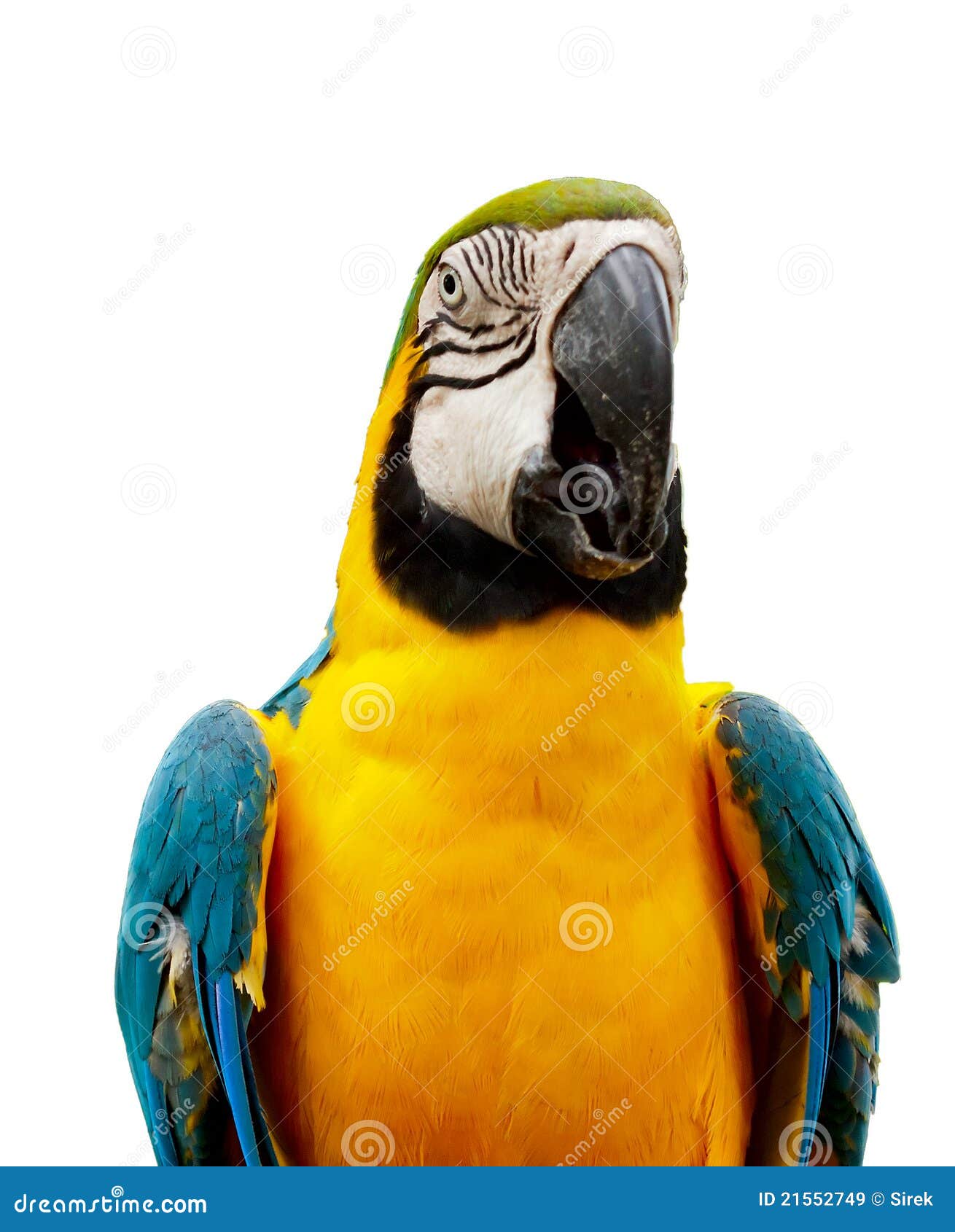 Ara del pappagallo immagine stock. Immagine di piume - 21552749