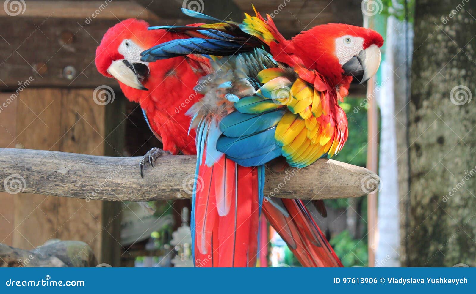 Ara del pappagallo fotografia stock. Immagine di nave - 97613906