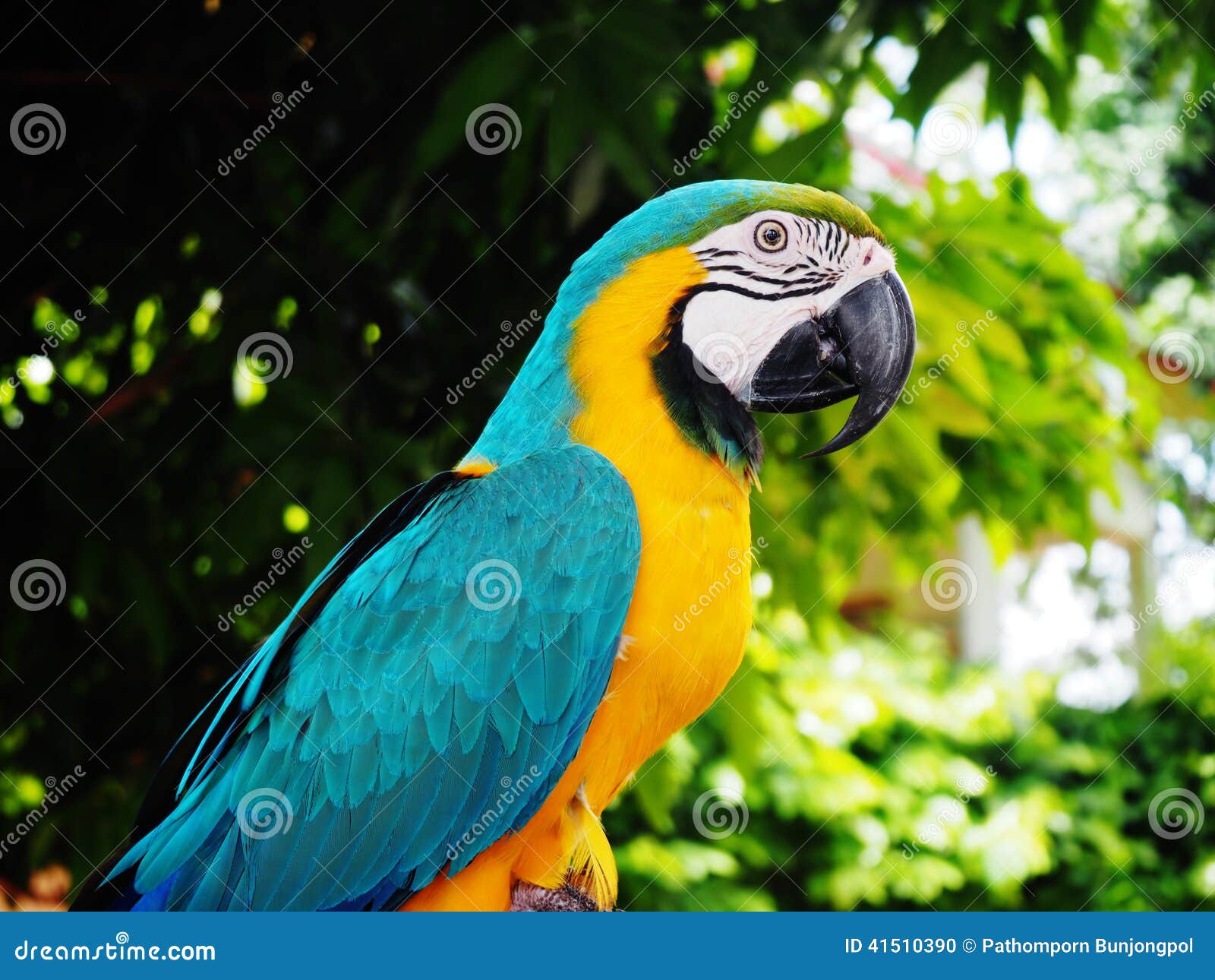 Ara di //del pappagallo fotografia stock. Immagine di generi - 41510390
