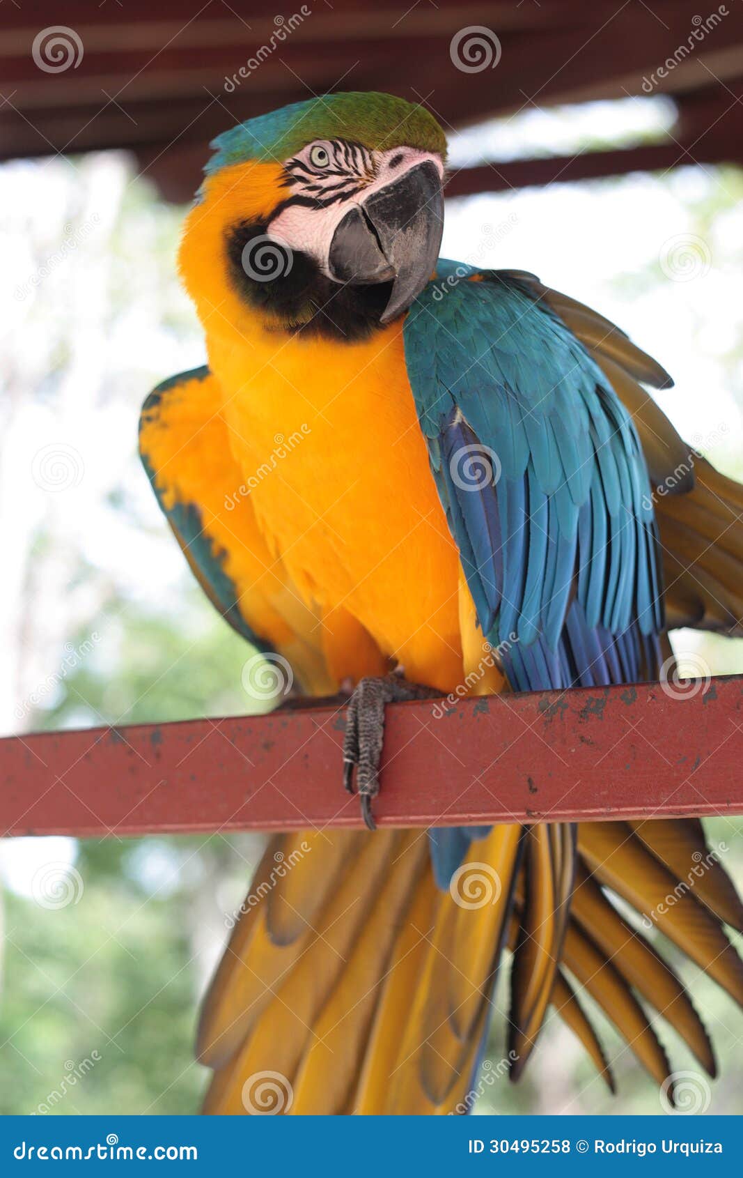 Ara jaune et bleu d'oiseau photo stock. Image du oeil - 30495258