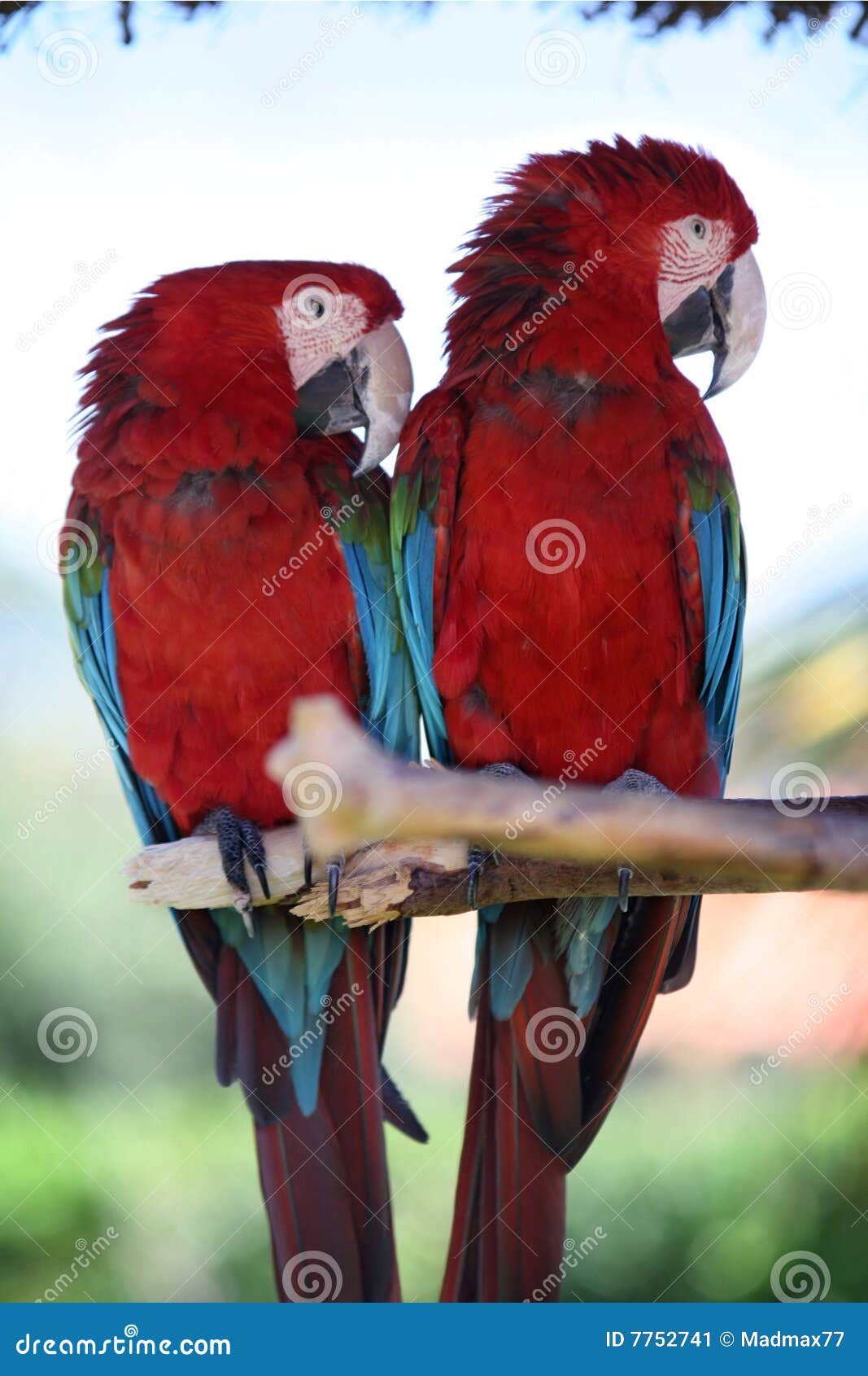 Ara macao stock image. Image of macaw, parrot, macao, plectrum - 7752741