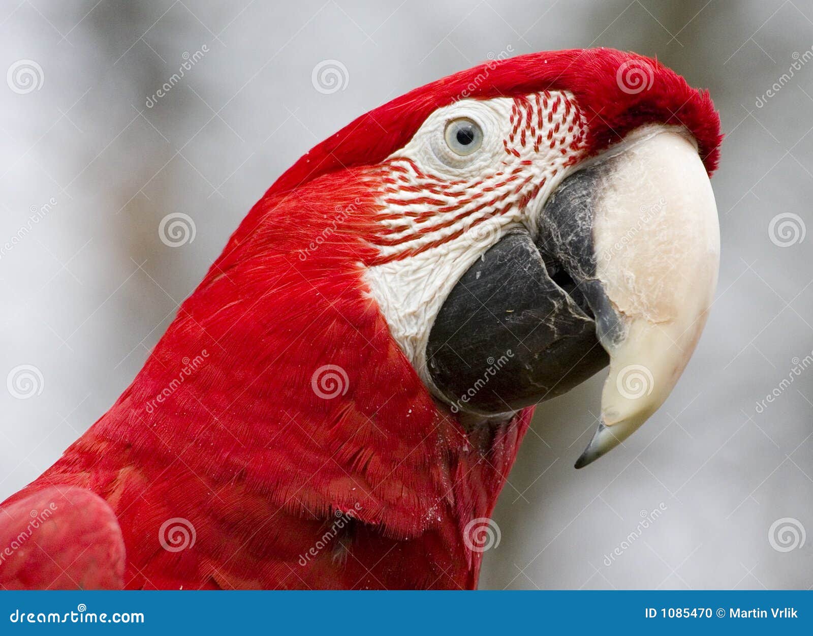 Ara parrot stock photo. Image of tropical, animal, exotic - 1085470