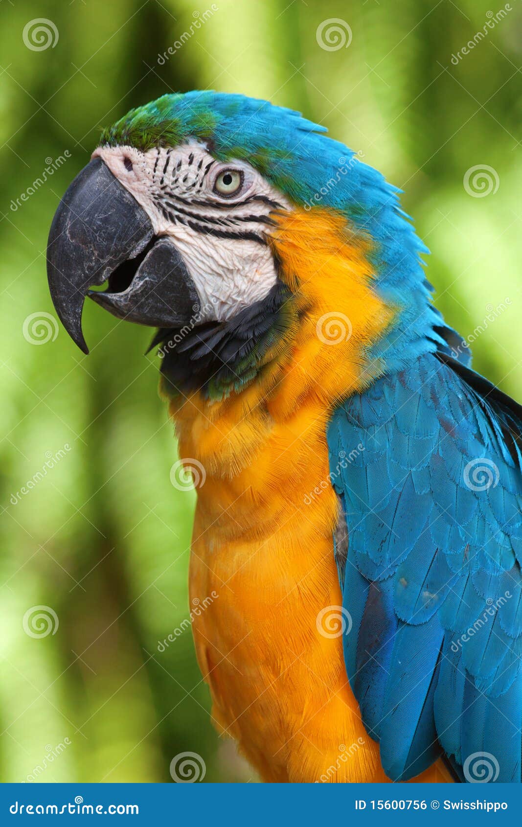 Ara parrot stock photo. Image of green, multi, pets, portrait - 15600756