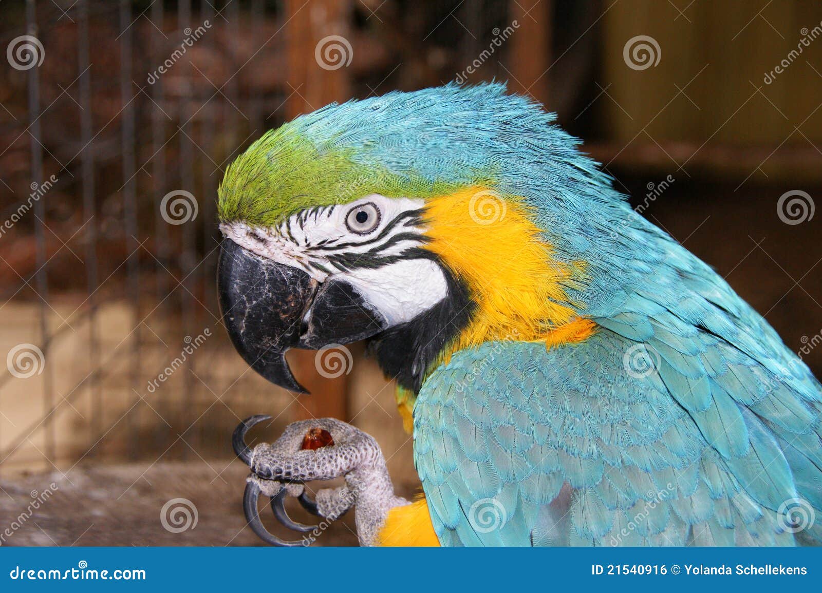 Ara Parrot stock photo. Image of coming, macaw, ararauna - 21540916