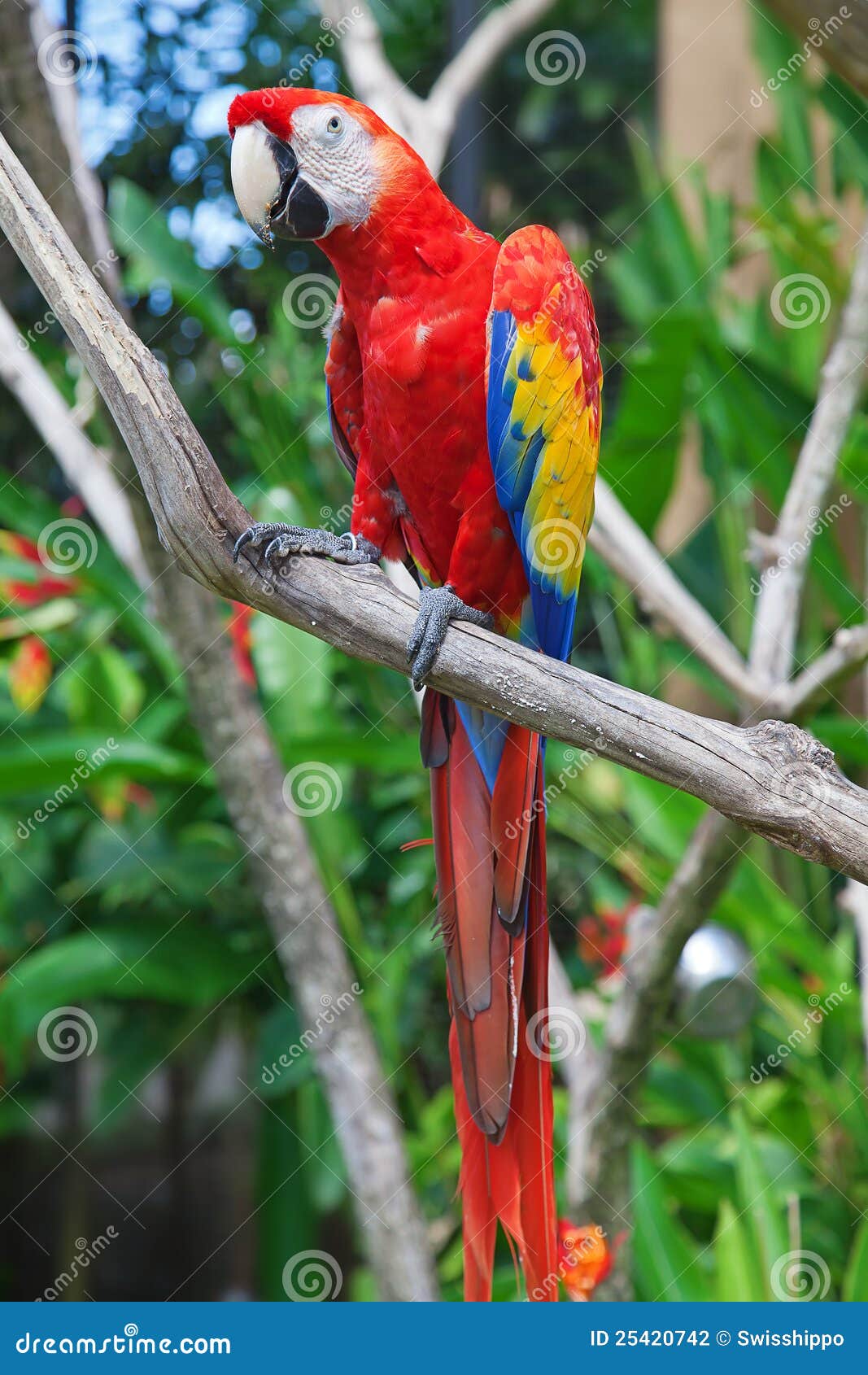 Ara parrot stock photo. Image of animal, feathers, species - 25420742