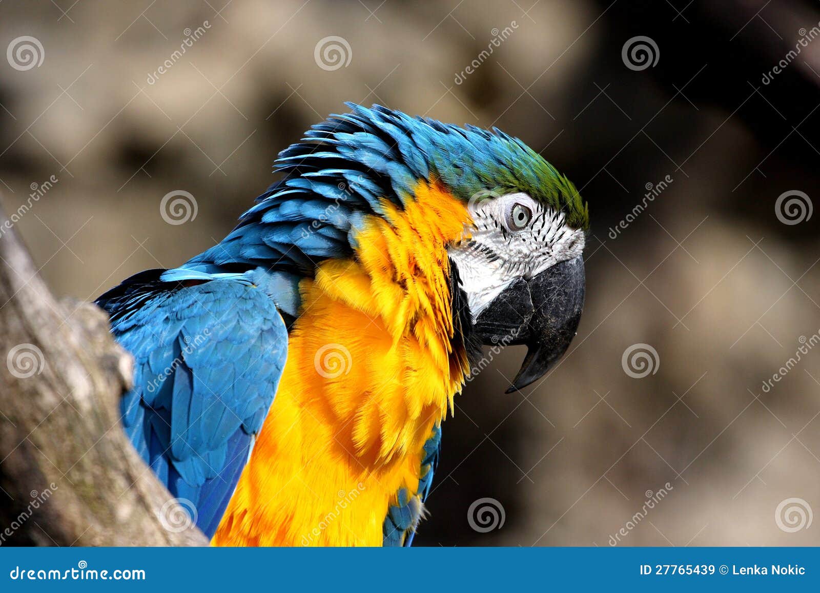 Ara parrot stock image. Image of blue, branch, tropical - 27765439