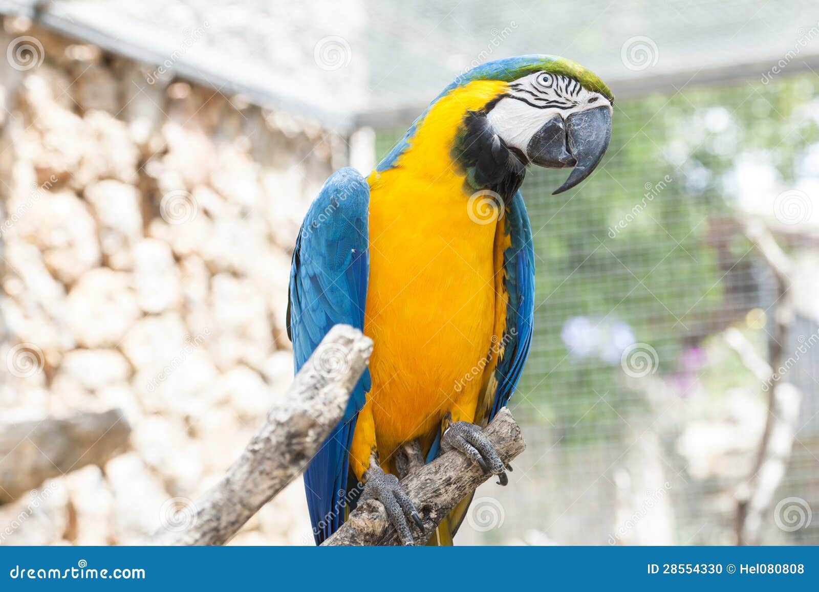 Ara Parrot stock photo. Image of ararauna, gold, feather - 28554330