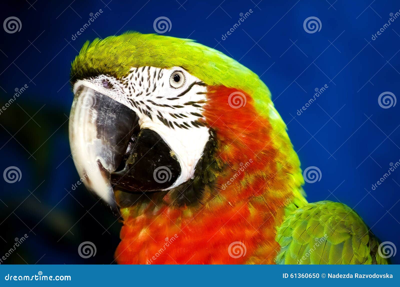 Ara Parrot stock photo. Image of nature, caribbean, tropical - 61360650