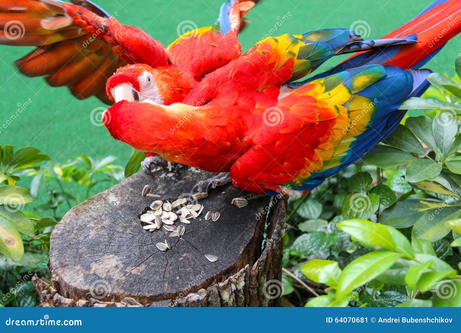 Ara parrot stock image. Image of bird, parrot, cute, tropical - 64070681