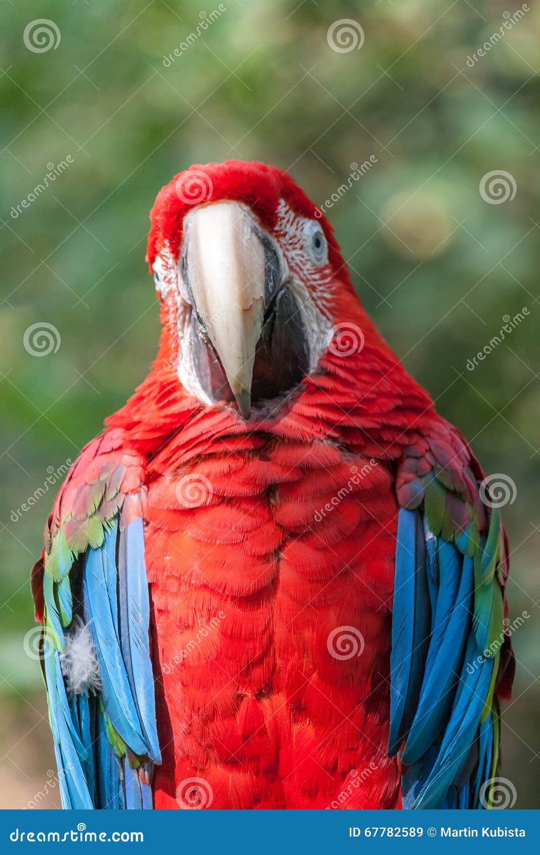 Ara parrot detail stock image. Image of detail, green - 67782589