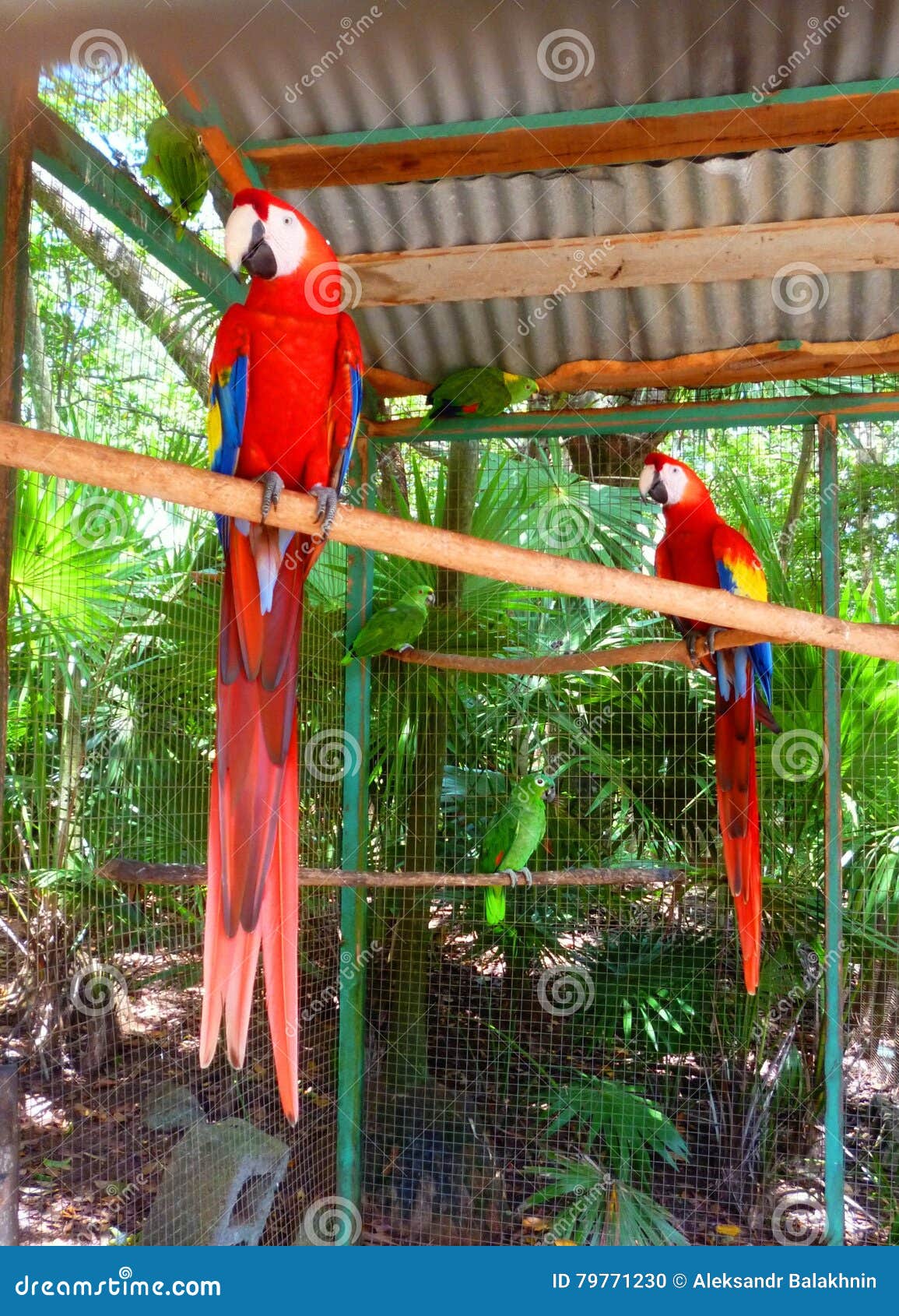 Ara parrot stock photo. Image of exotic, purple, central - 79771230