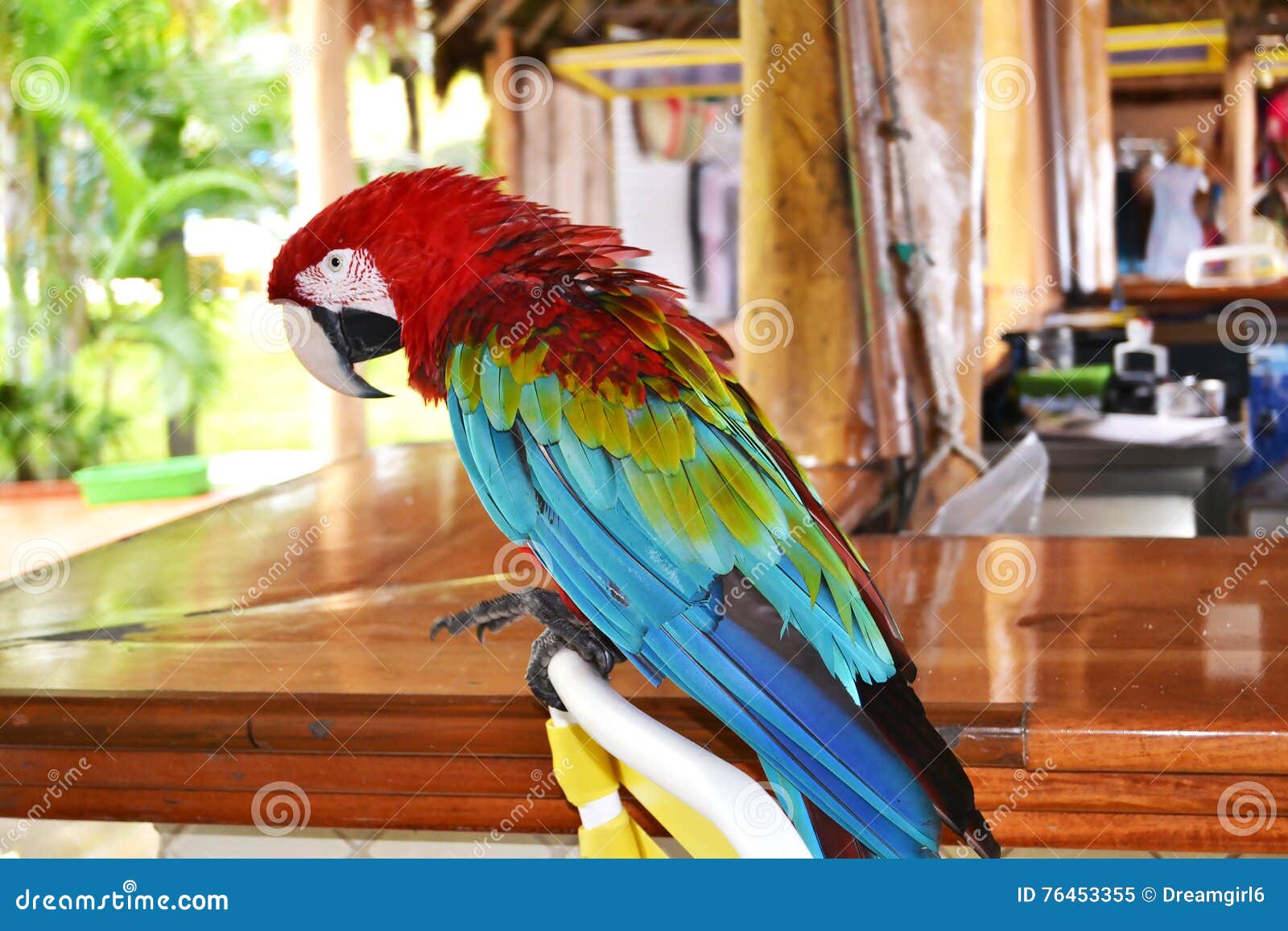 Ara parrot looking sad stock image. Image of feathers - 76453355