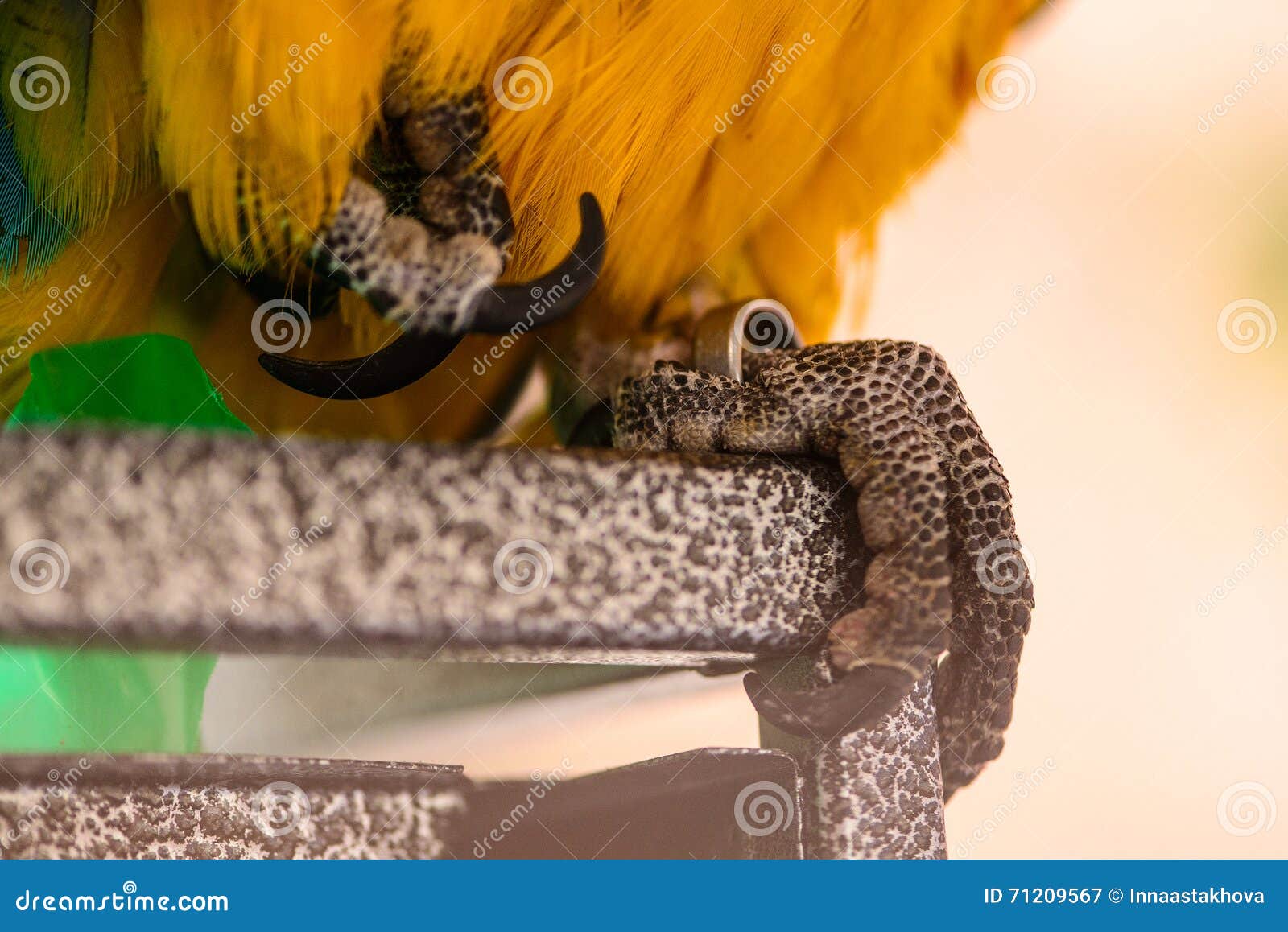 Ara parrot paw stock image. Image of wild, fauna, fluffy - 71209567