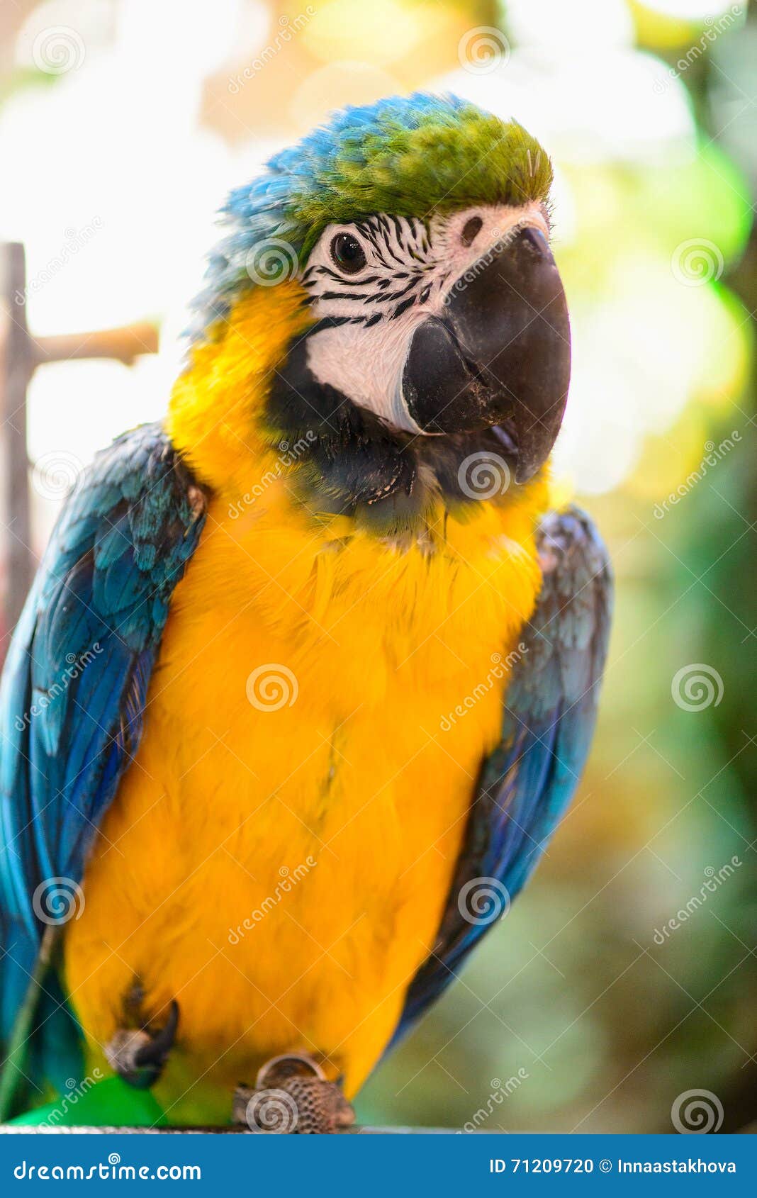Ara parrot tropical bird stock photo. Image of animals - 71209720