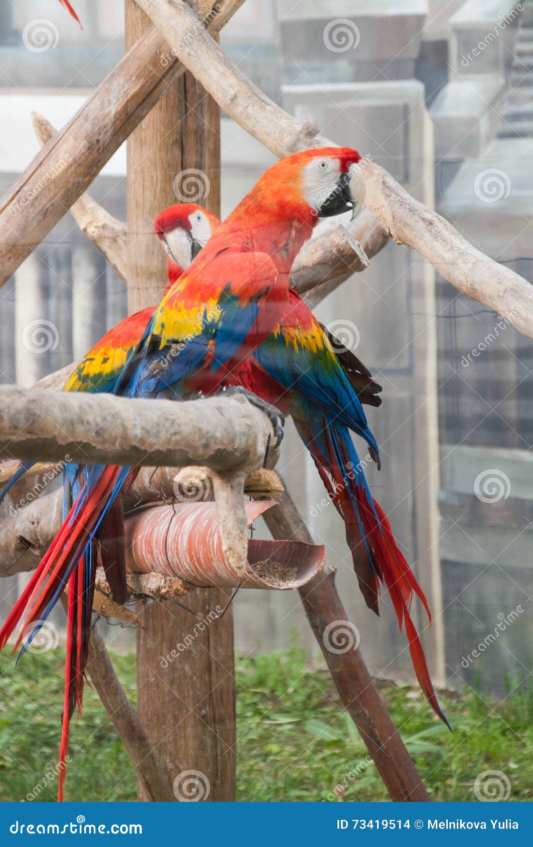 Ara parrot stock photo. Image of domestic, gold, ararauna - 73419514