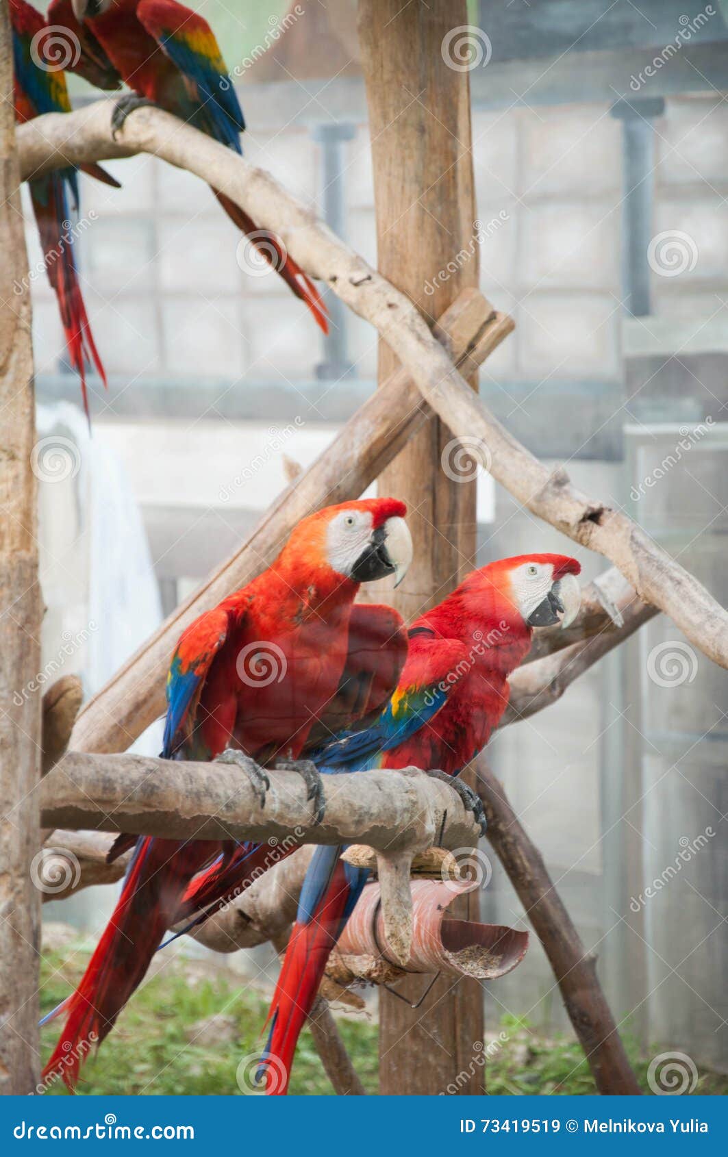 Ara parrot stock image. Image of ararauna, closeup, bright - 73419519