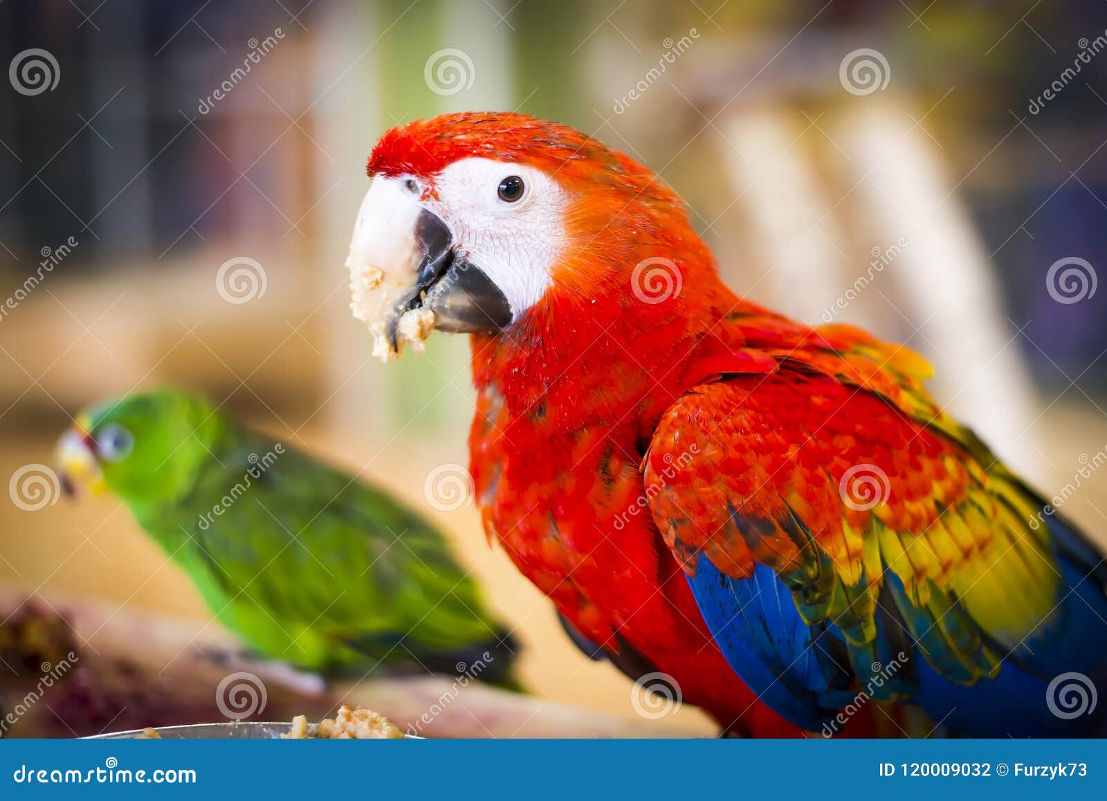 Ara parrot at zoo stock photo. Image of beautiful, amazon - 120009032