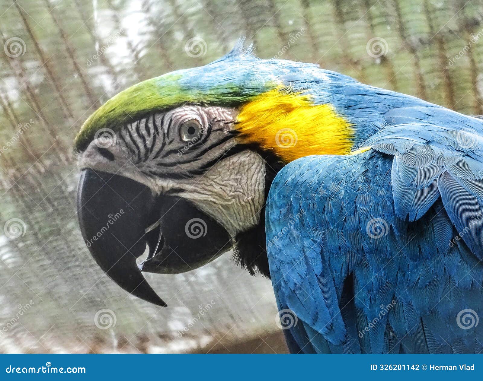 Ara Parrot at the Zoo. Blue-and-yellow Macaw Stock Photo - Image of ...