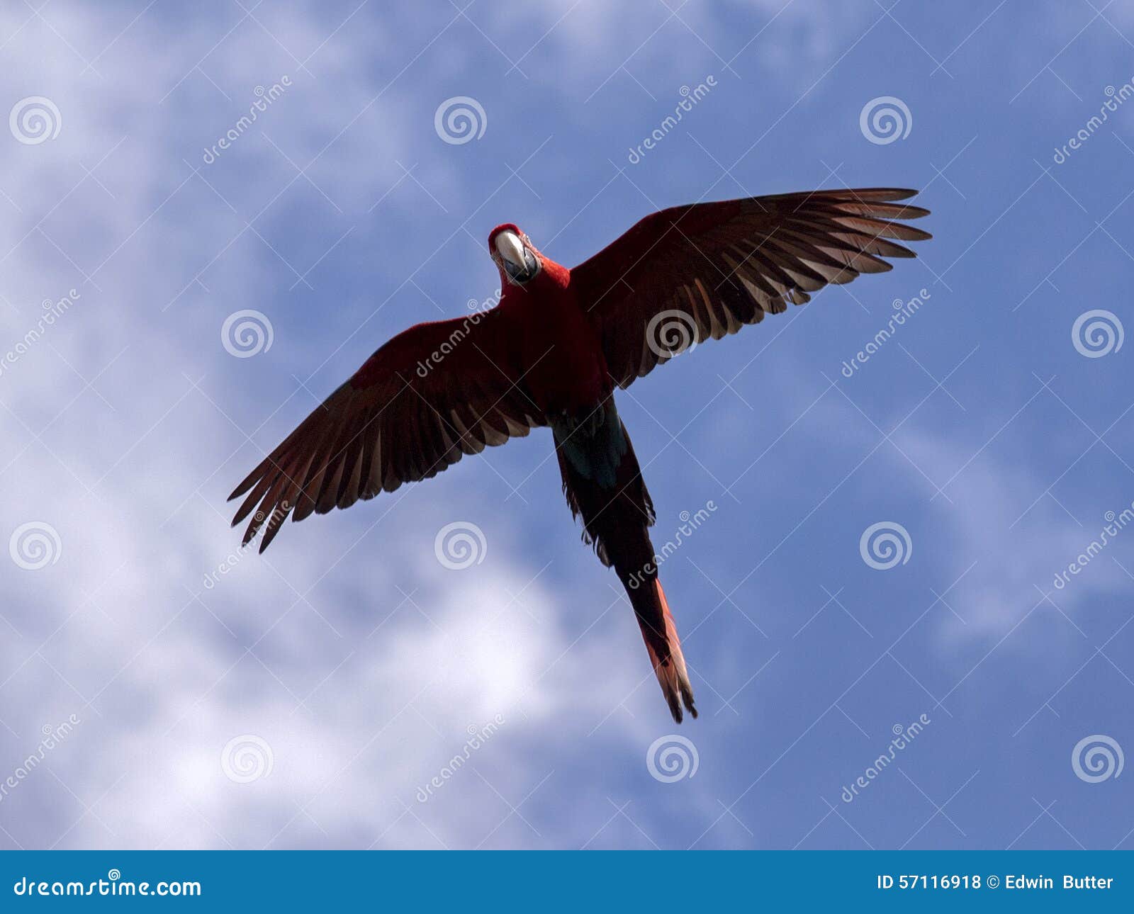 Ara stock photo. Image of chicken, head, green, face - 57116918