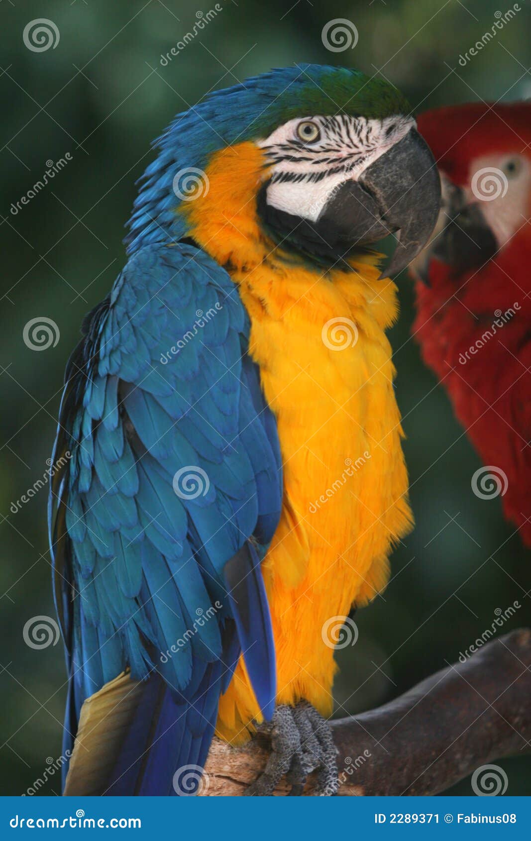 Ara pose stock image. Image of columbia, gold, guatemala - 2289371