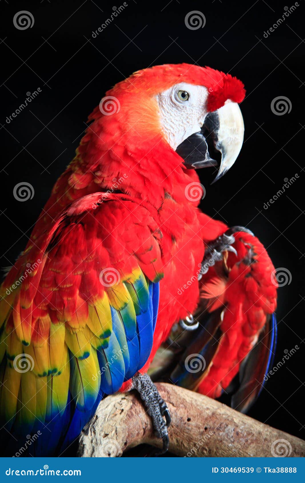 Ara ptak obraz stock. Obraz złożonej z czerń, tajlandia - 30469539