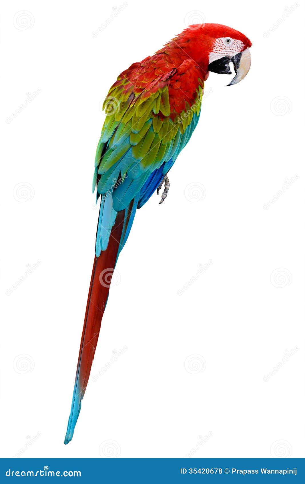 Ara Rouge Coloré De Perroquet Photo stock - Image du blanc, perroquet ...