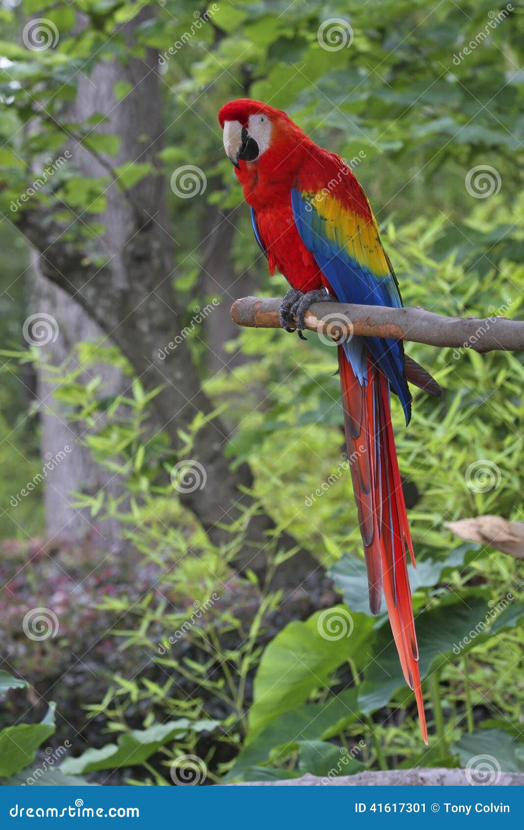 Ara Rouge, Perroquet Posant Sur Une Branche Image stock - Image du ...