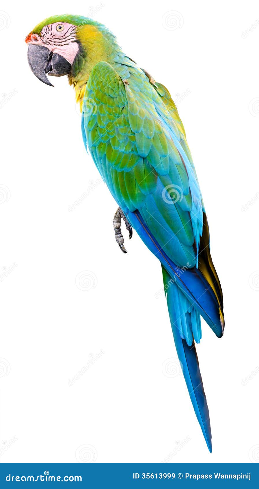 Ara Verde Variopinta Del Pappagallo Isolata Immagine Stock - Immagine ...