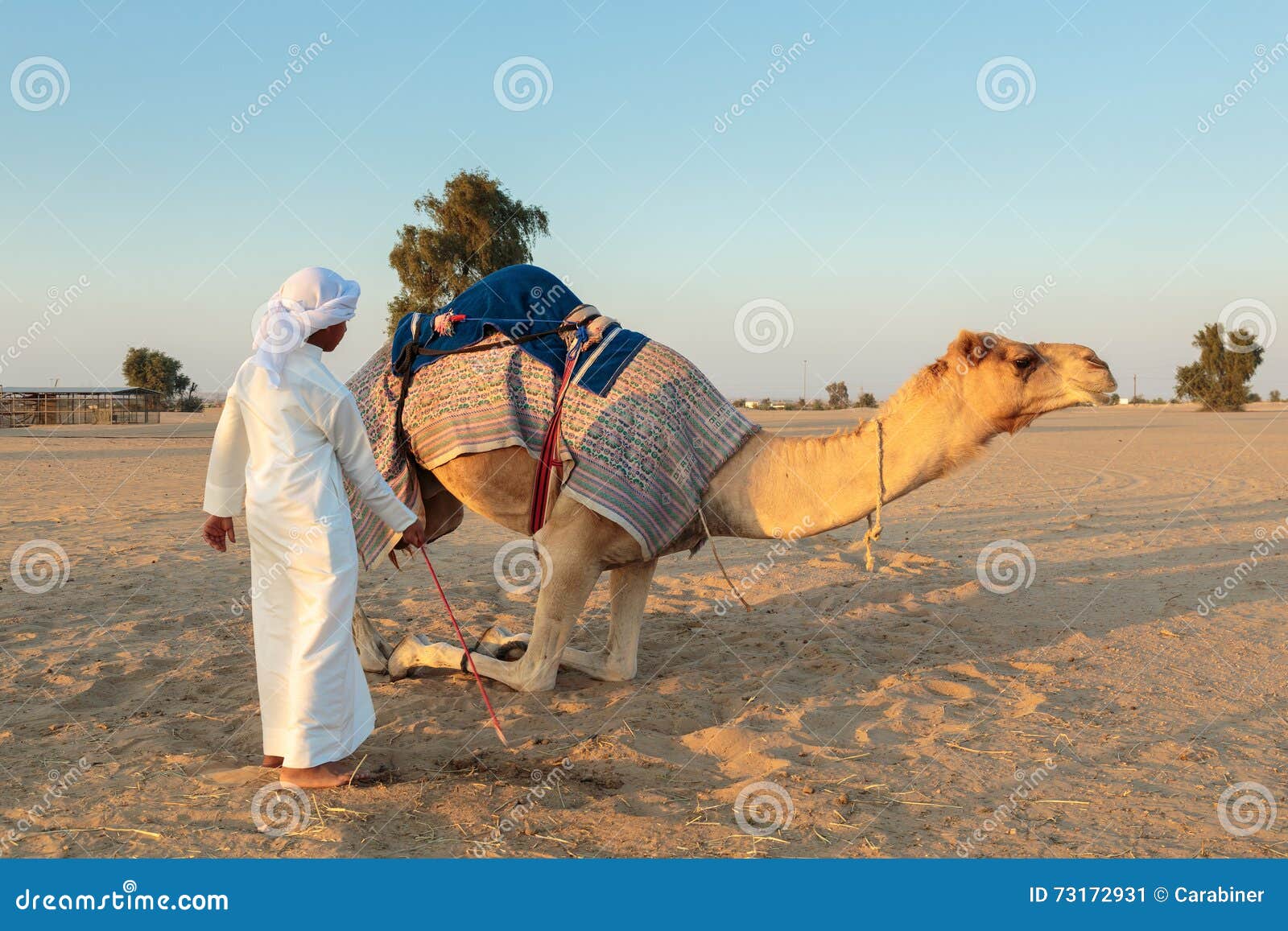 Arab Boy With A Camel On The Farm Editorial Photo - Image of farm ...