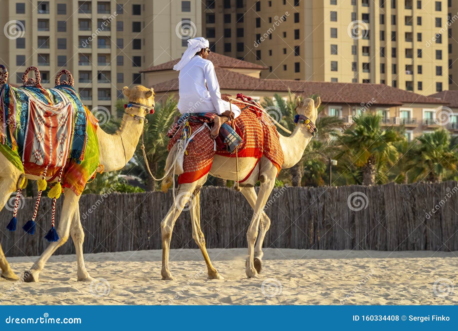 Arab on a camel editorial stock photo. Image of mammal - 160334408