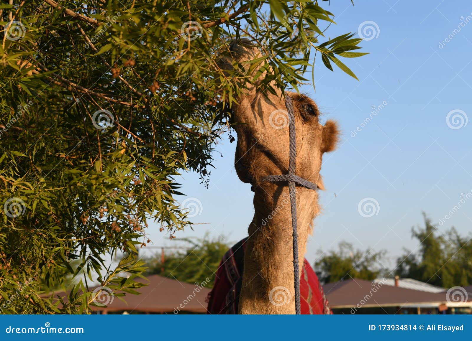 Arab Camel Eating Tree Herbs in Doha Qatar Stock Photo - Image of ...