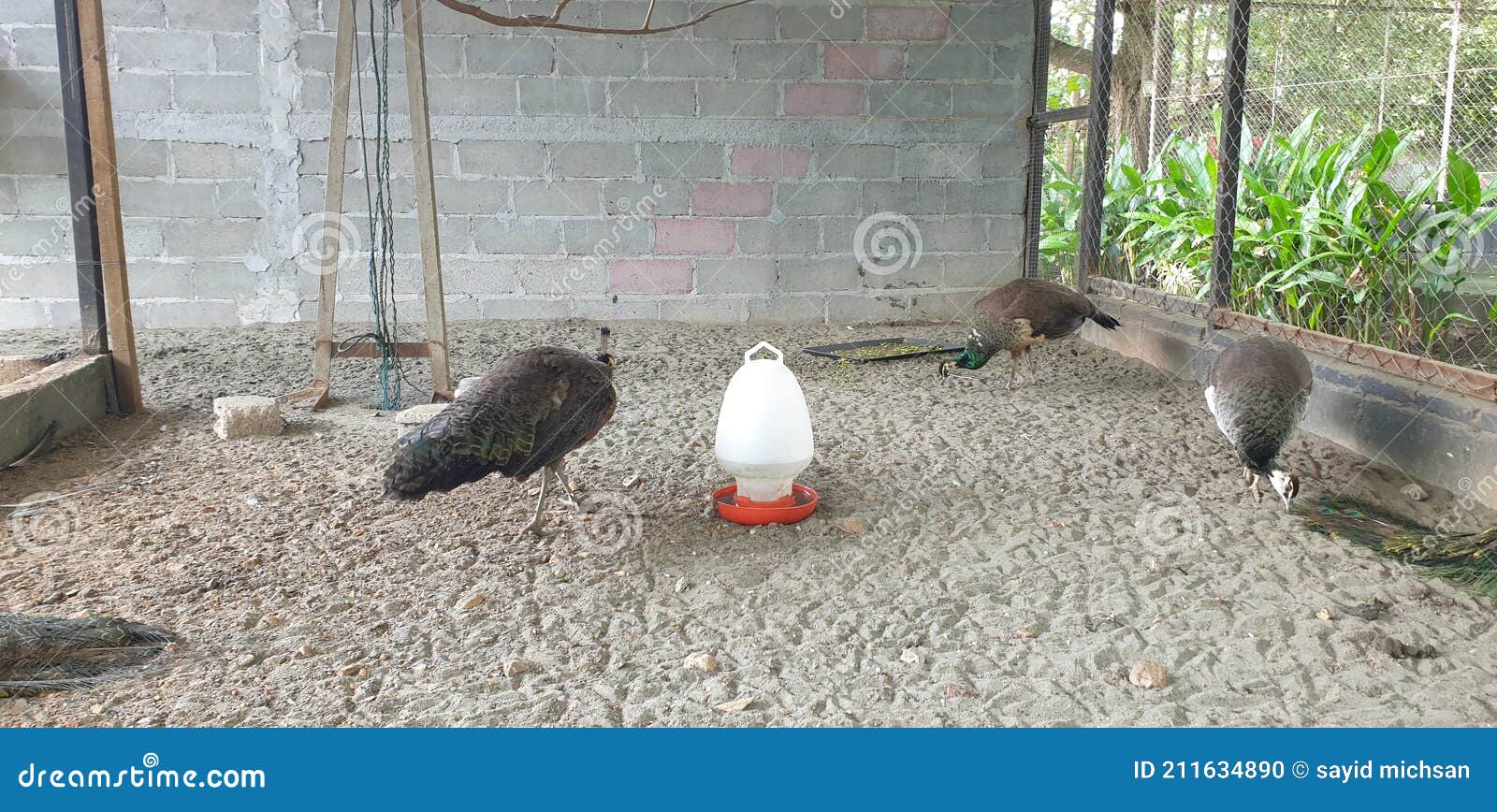 Arab chicken stock photo. Image of sculpture, wall, duck - 211634890