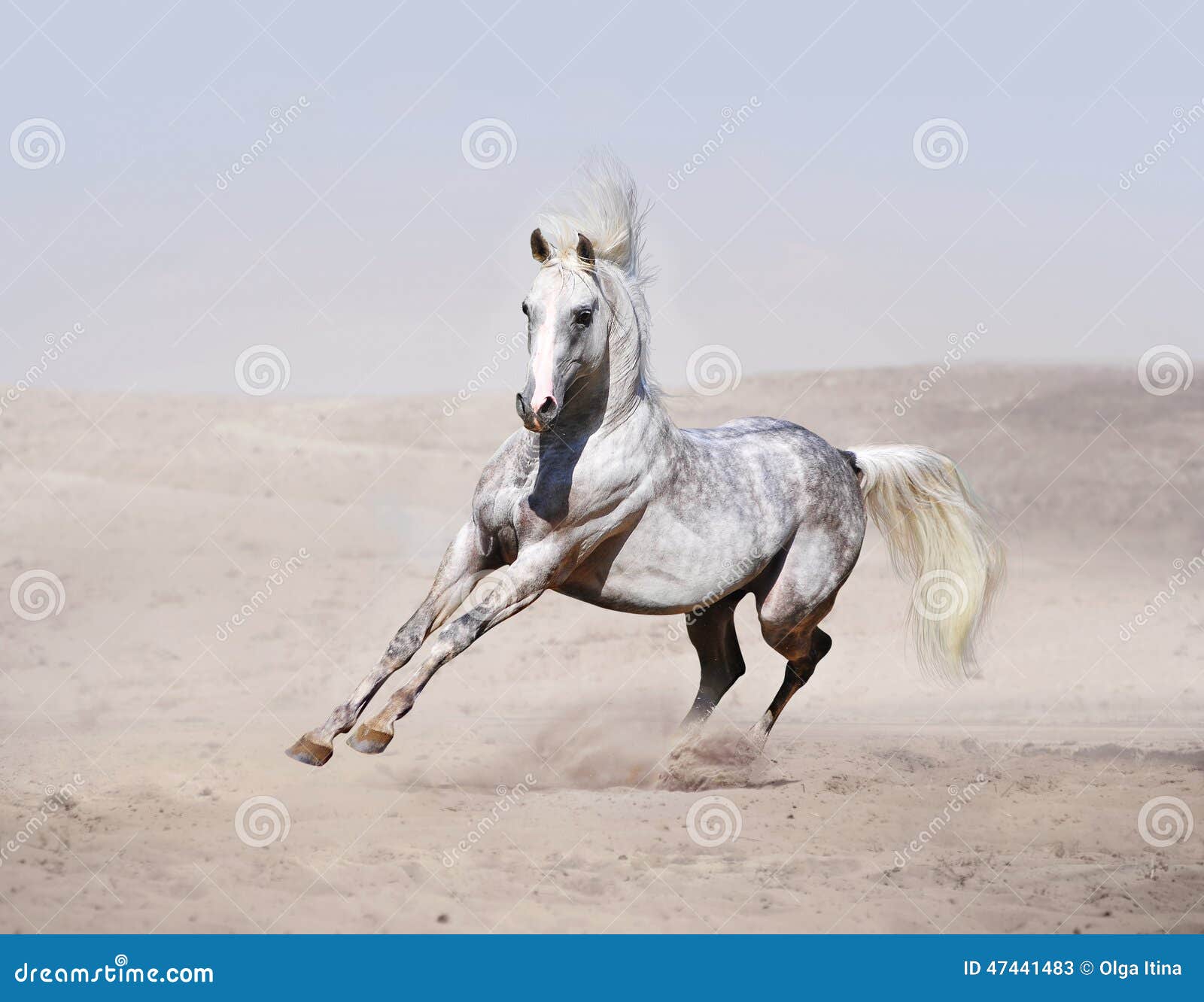 Wild Arabian Horses In The Desert
