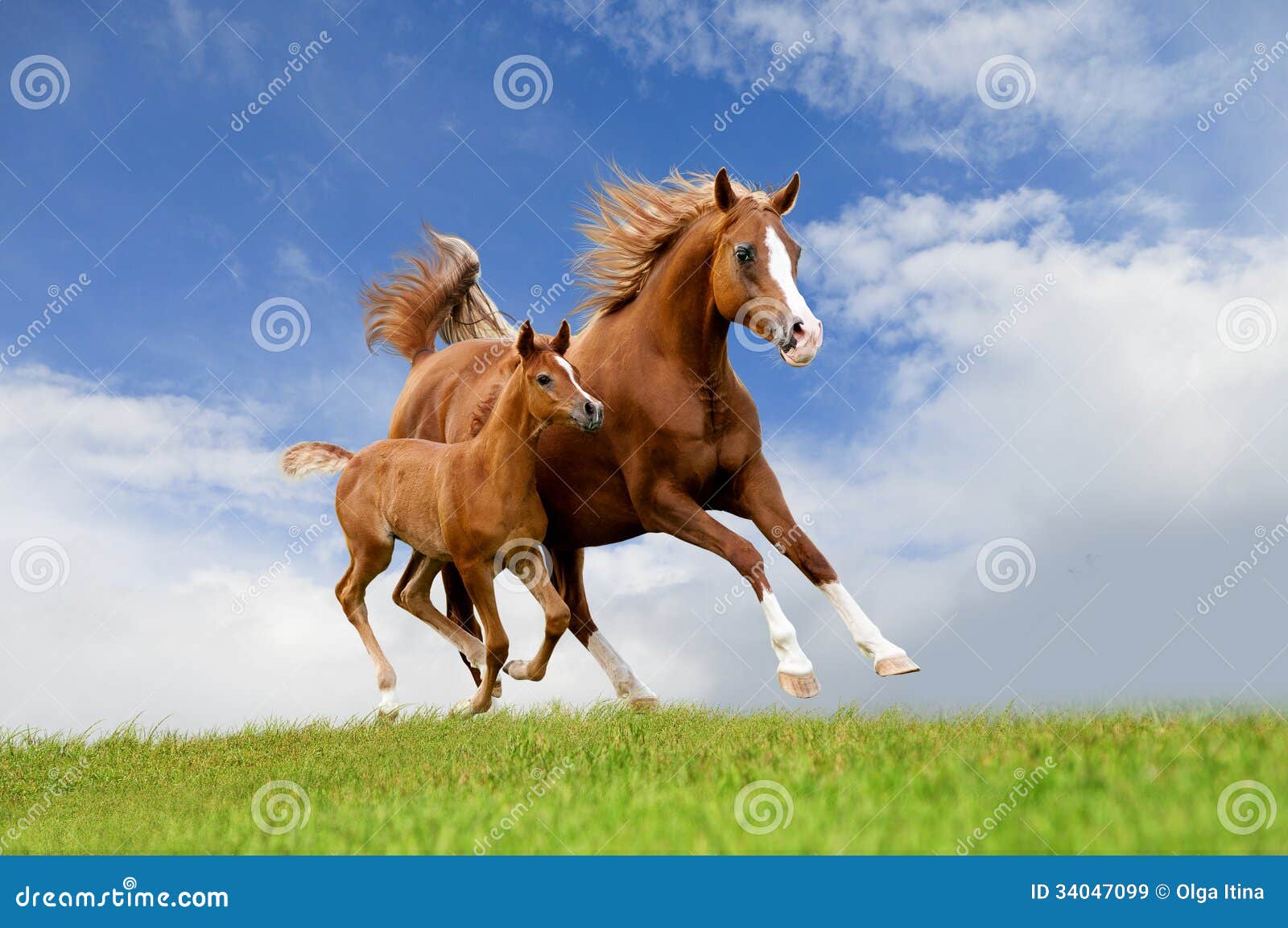 Foals Horses Running