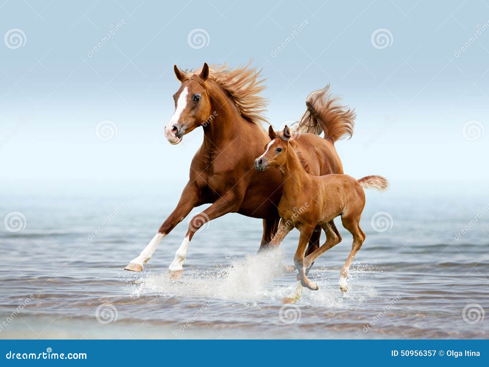 Arab Mare with Foal Running Trough the Splashes of Water Stock Image ...