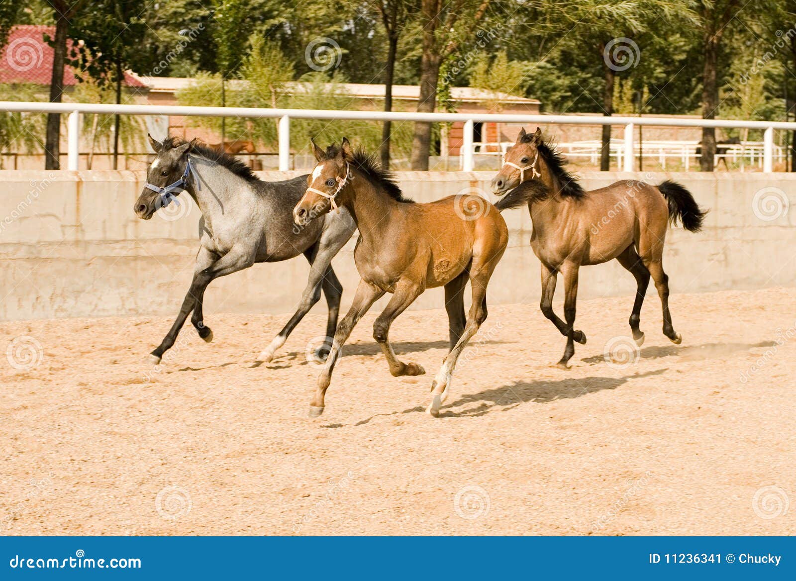 Arab pony stock image. Image of head, arab, ride, farm - 11236341