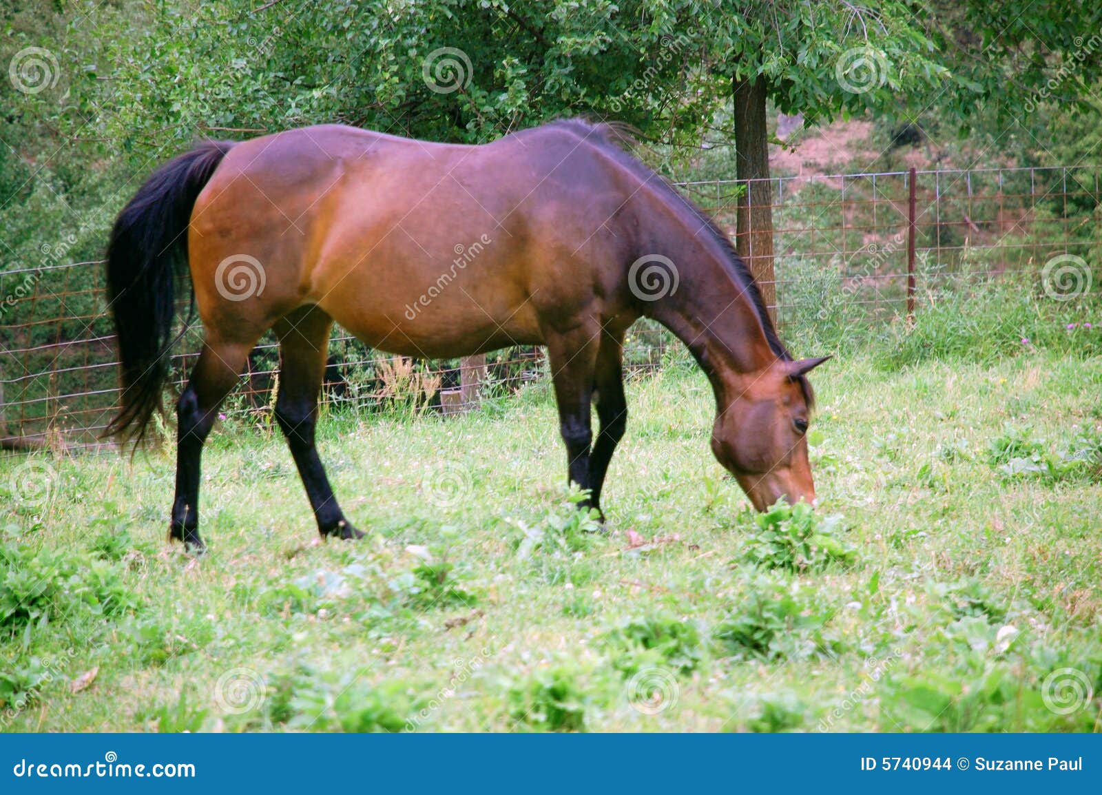 Arab-Quarter Horse Mixed Breed Stock Photo - Image of quarter, equine ...