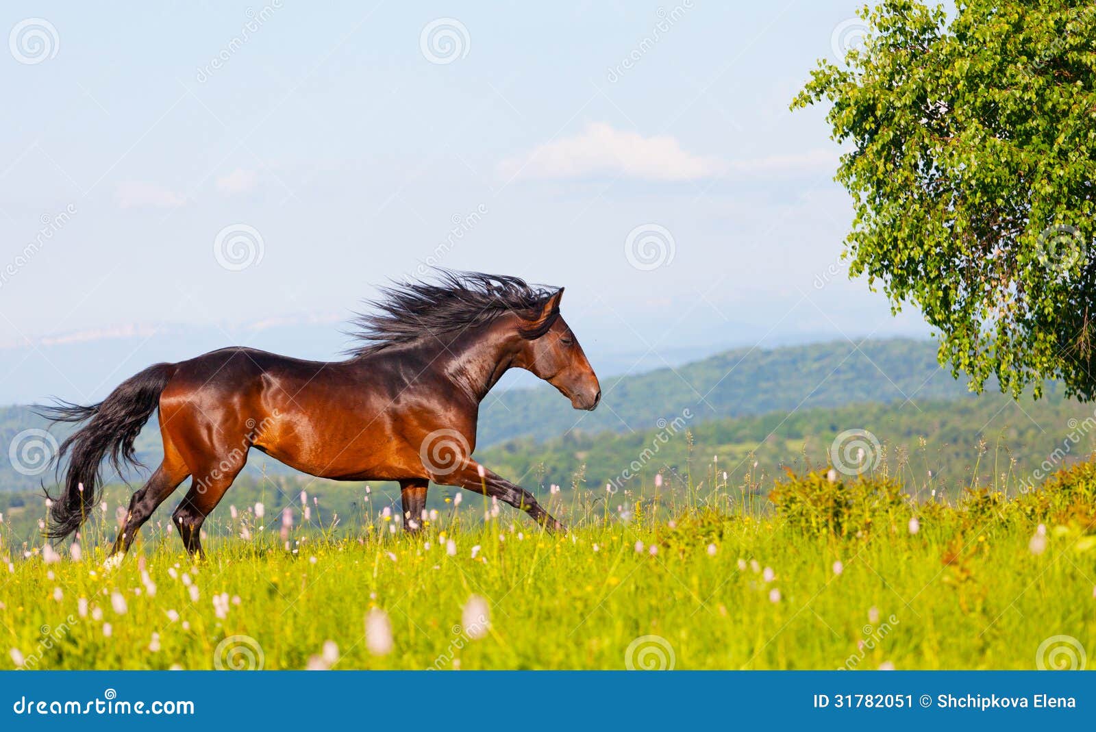 Arab racer stock image. Image of domestic, farm, horses - 31782051