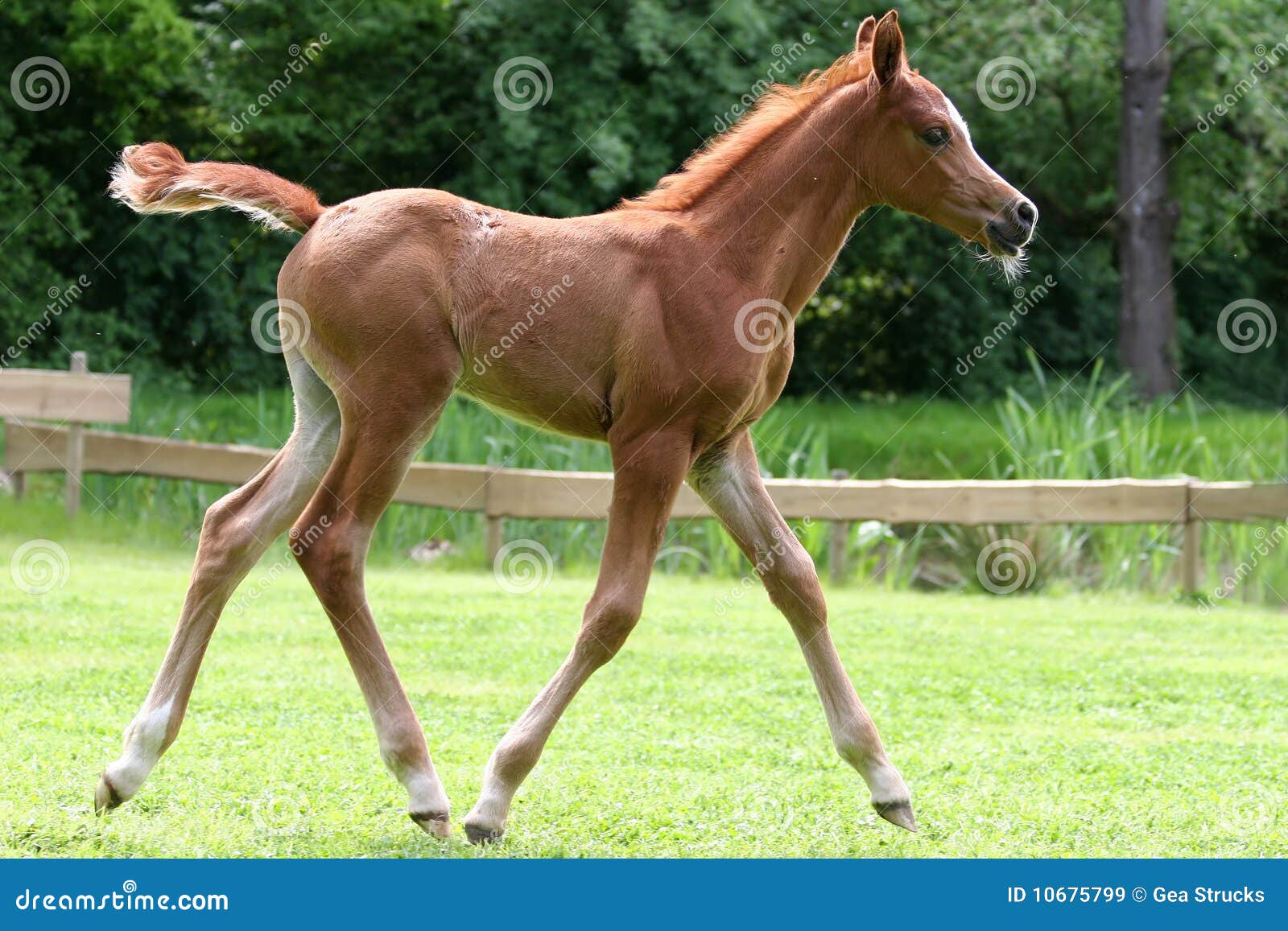 Arab thoroughbred foal stock image. Image of animals - 10675799