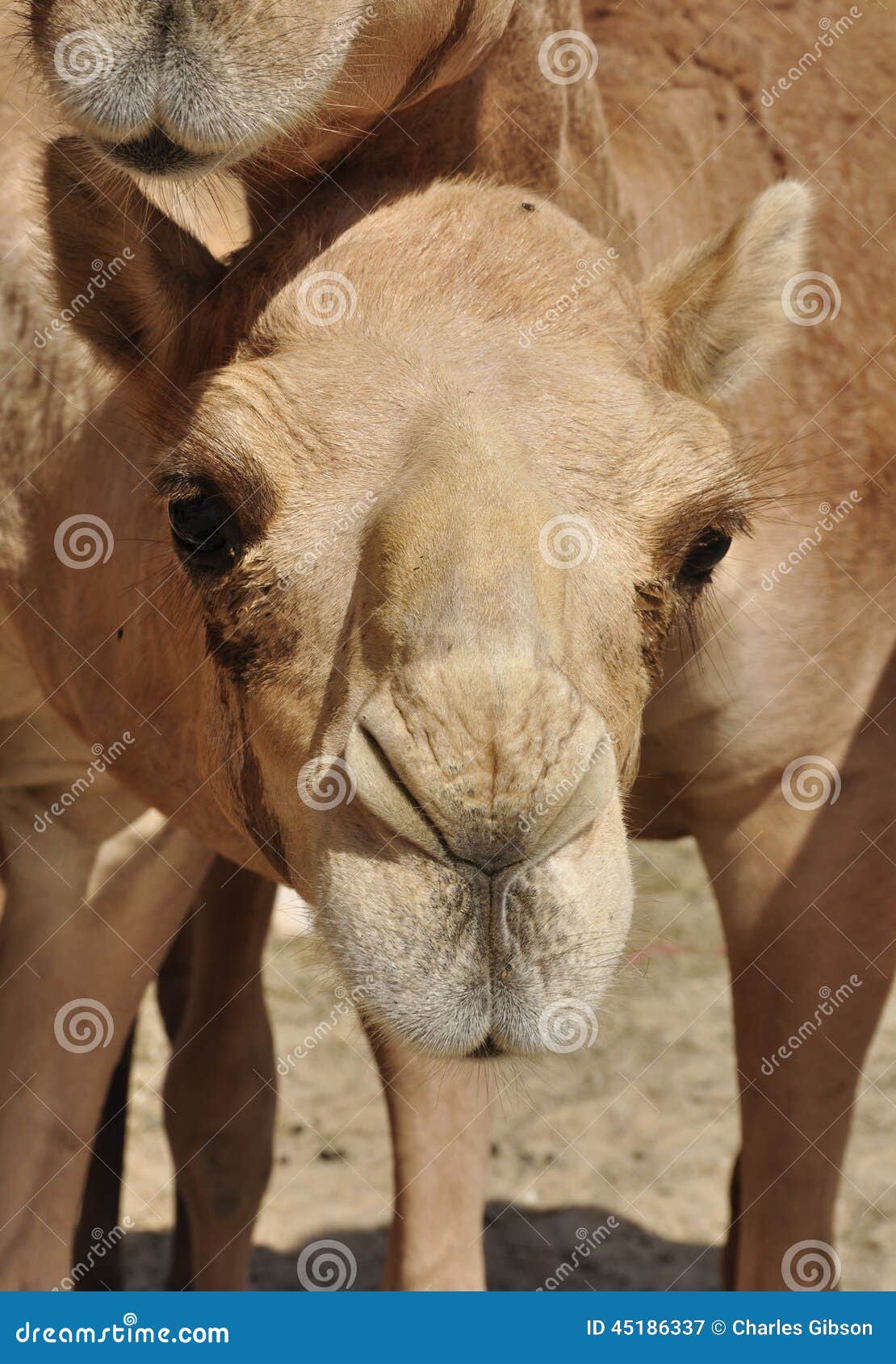 Arabian Camel (Camelus Dromedarius) Stock Image - Image of ruminant ...