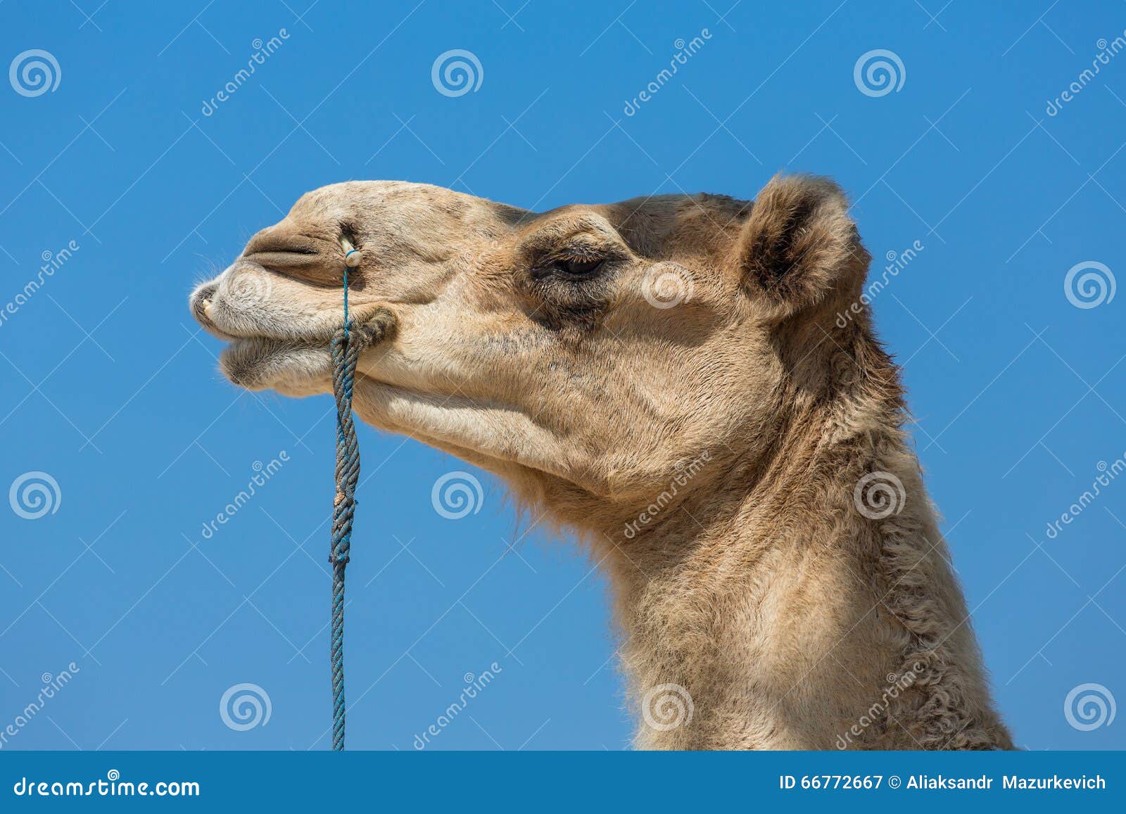 Arabian Camel Head Close-Up Stock Image - Image of farm, culture: 66772667