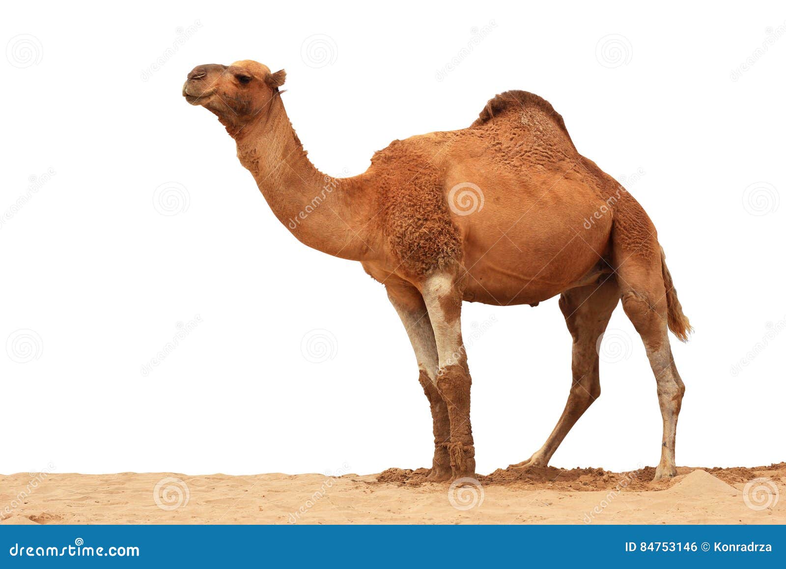 Arabian Camel isolated stock photo. Image of arabic, color - 84753146