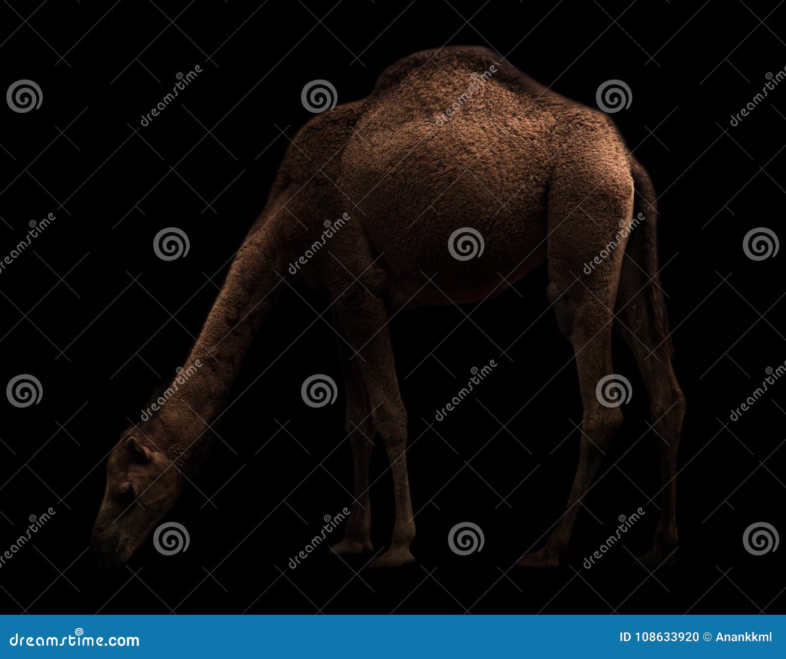 Arabian Camel Standing in the Dark Stock Photo - Image of view, cattle ...