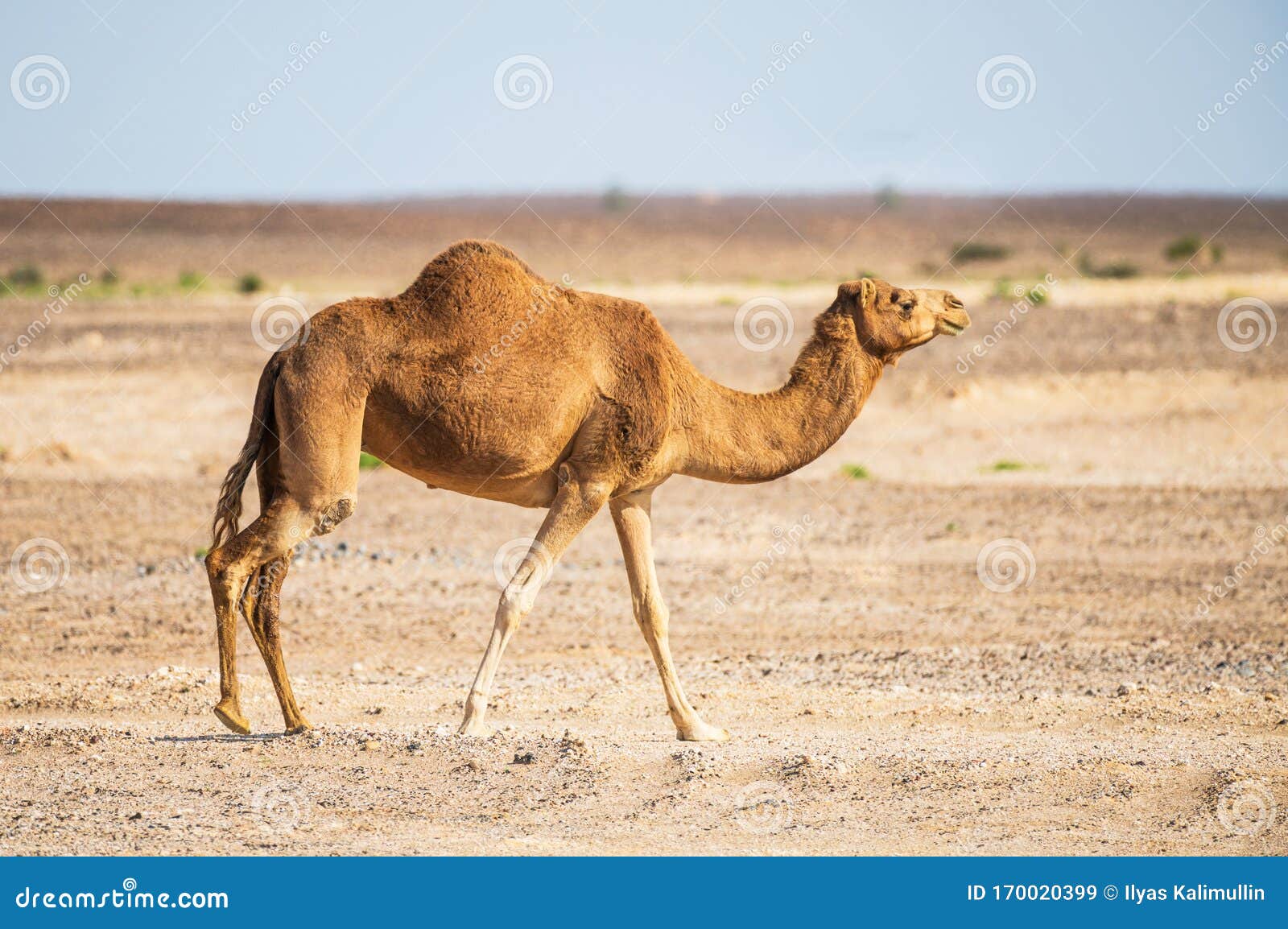 Arabian Camel Walking in Desert Stock Image - Image of travel, oman ...