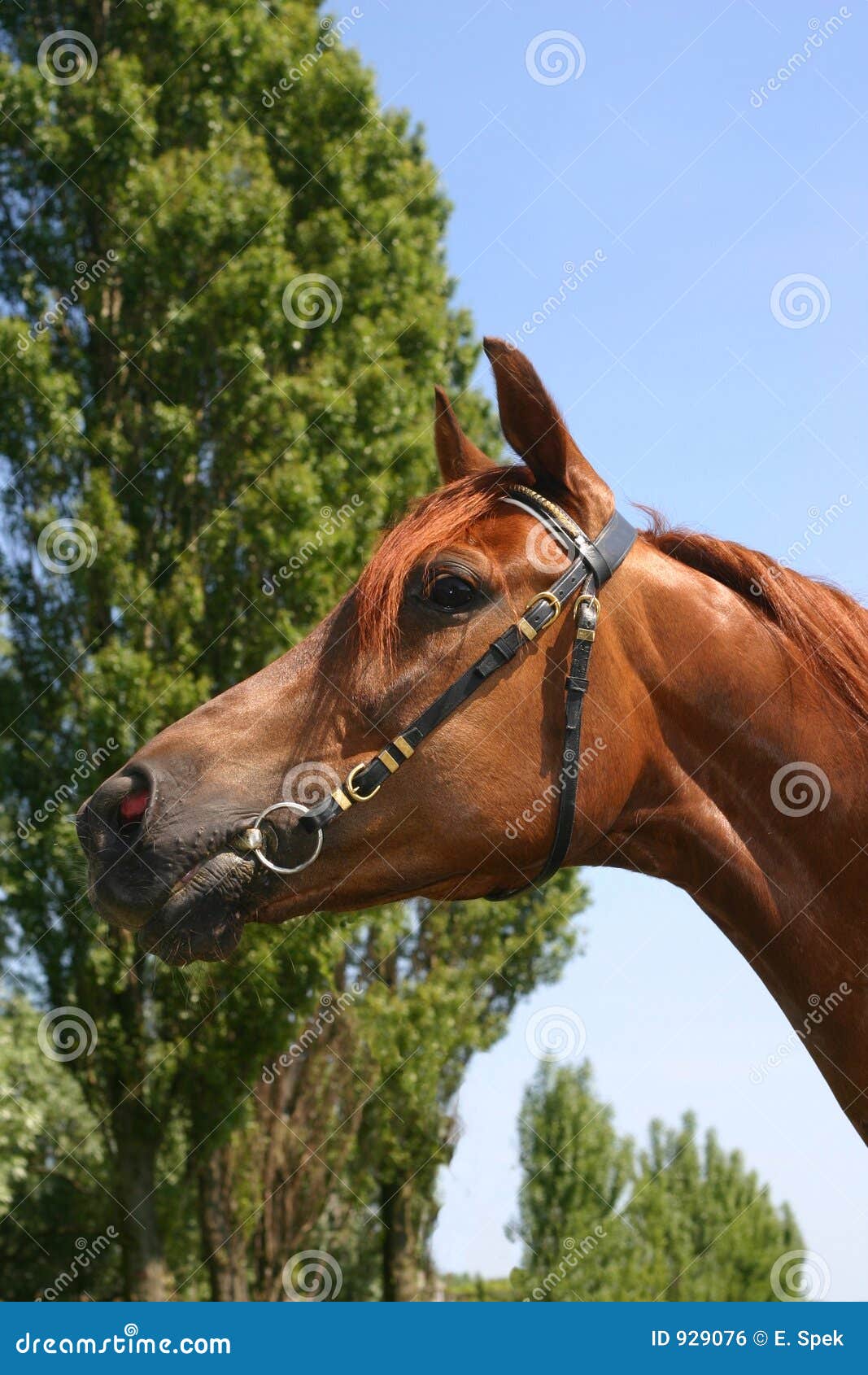 Arabian chestnut stock photo. Image of blue, noble, arab - 929076