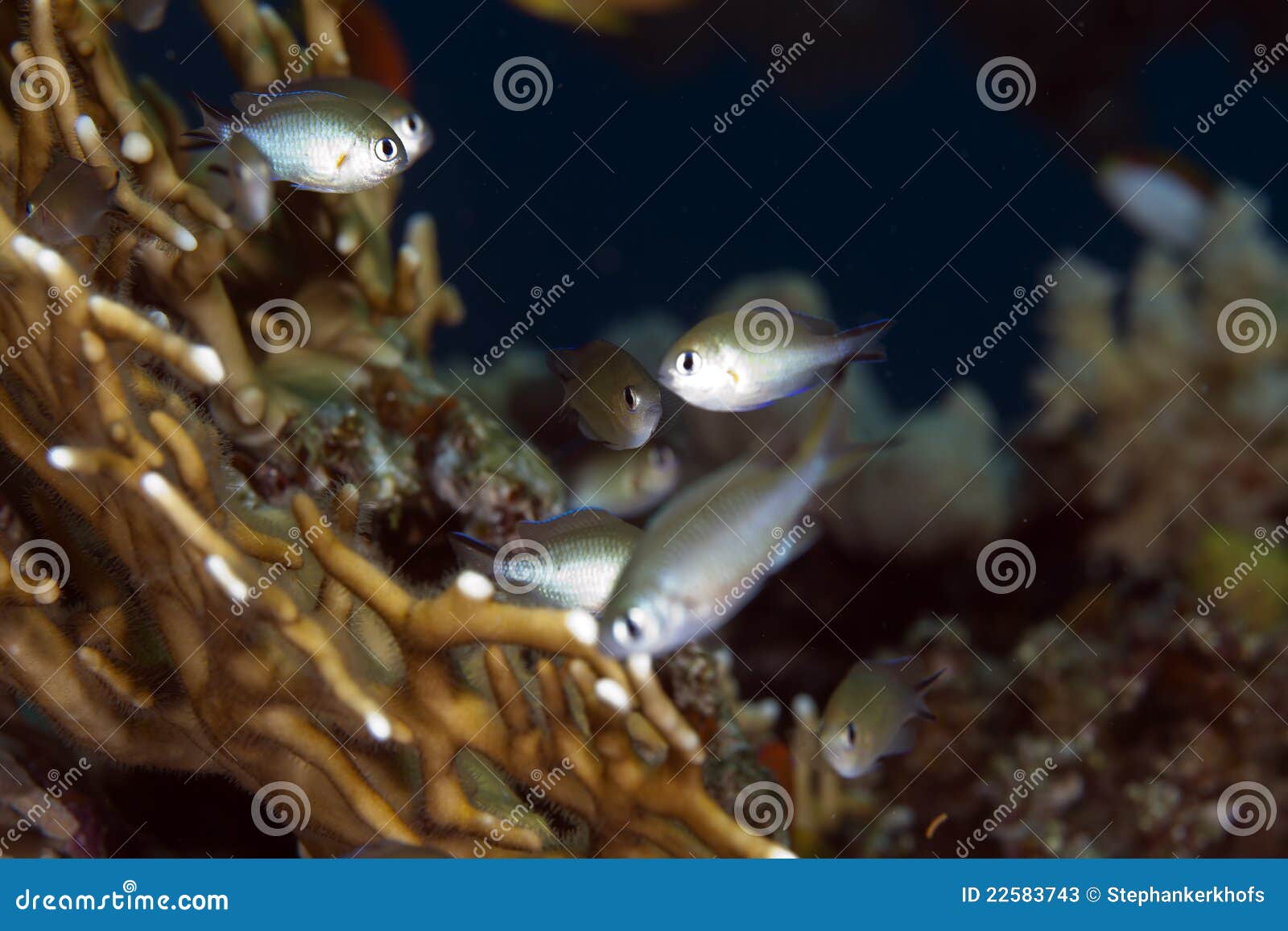 Arabian Chromis (chromis Flavaxilla) In The Red Sea. Stock Photo ...